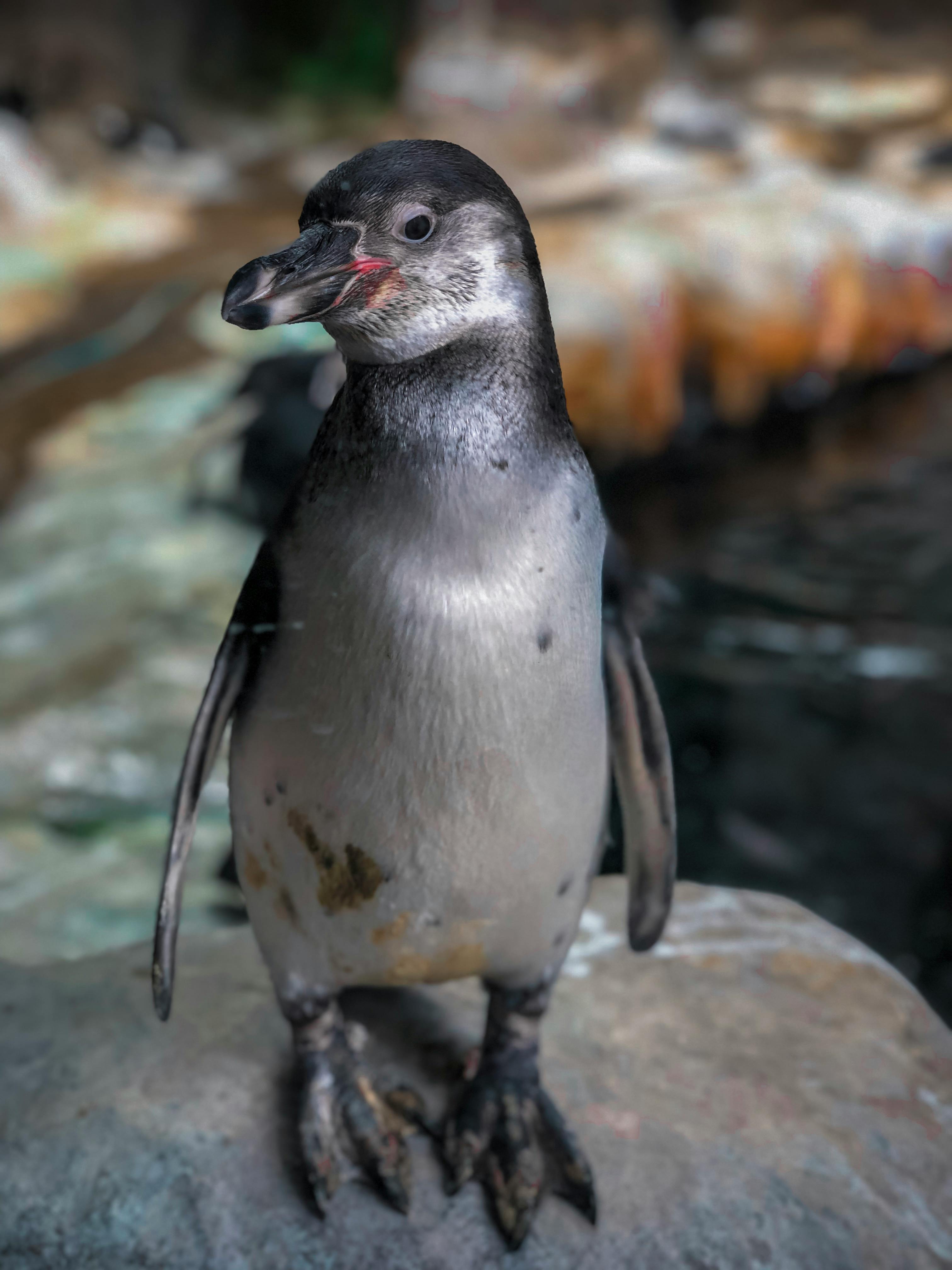 Close-up of a Mexican Penguin · Free Stock Photo