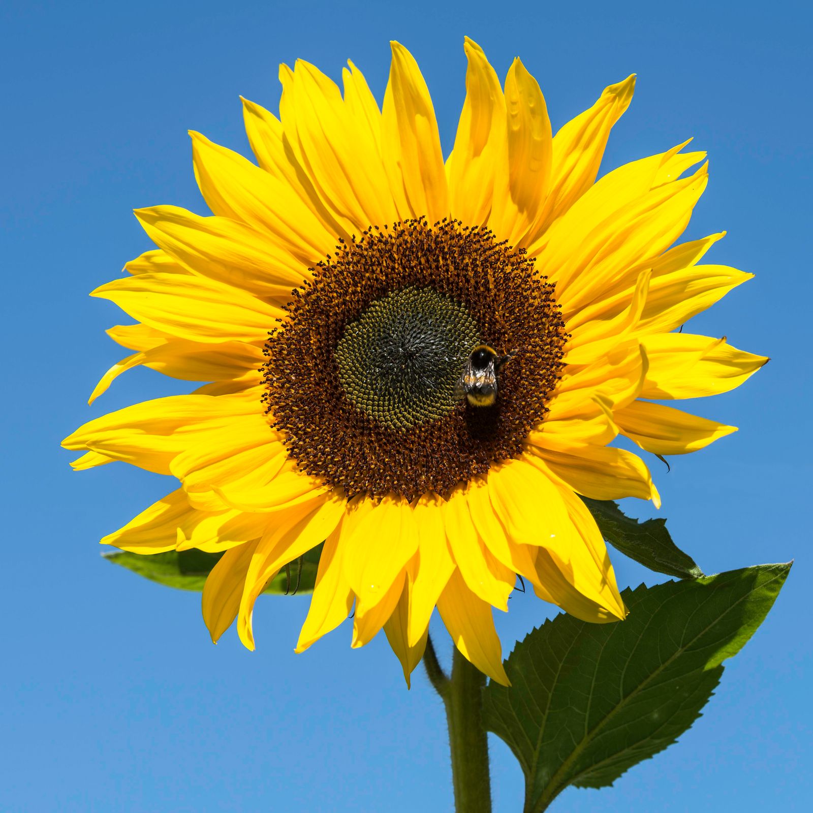 Sunflower No Background Photos, Download The BEST Free Sunflower No ...