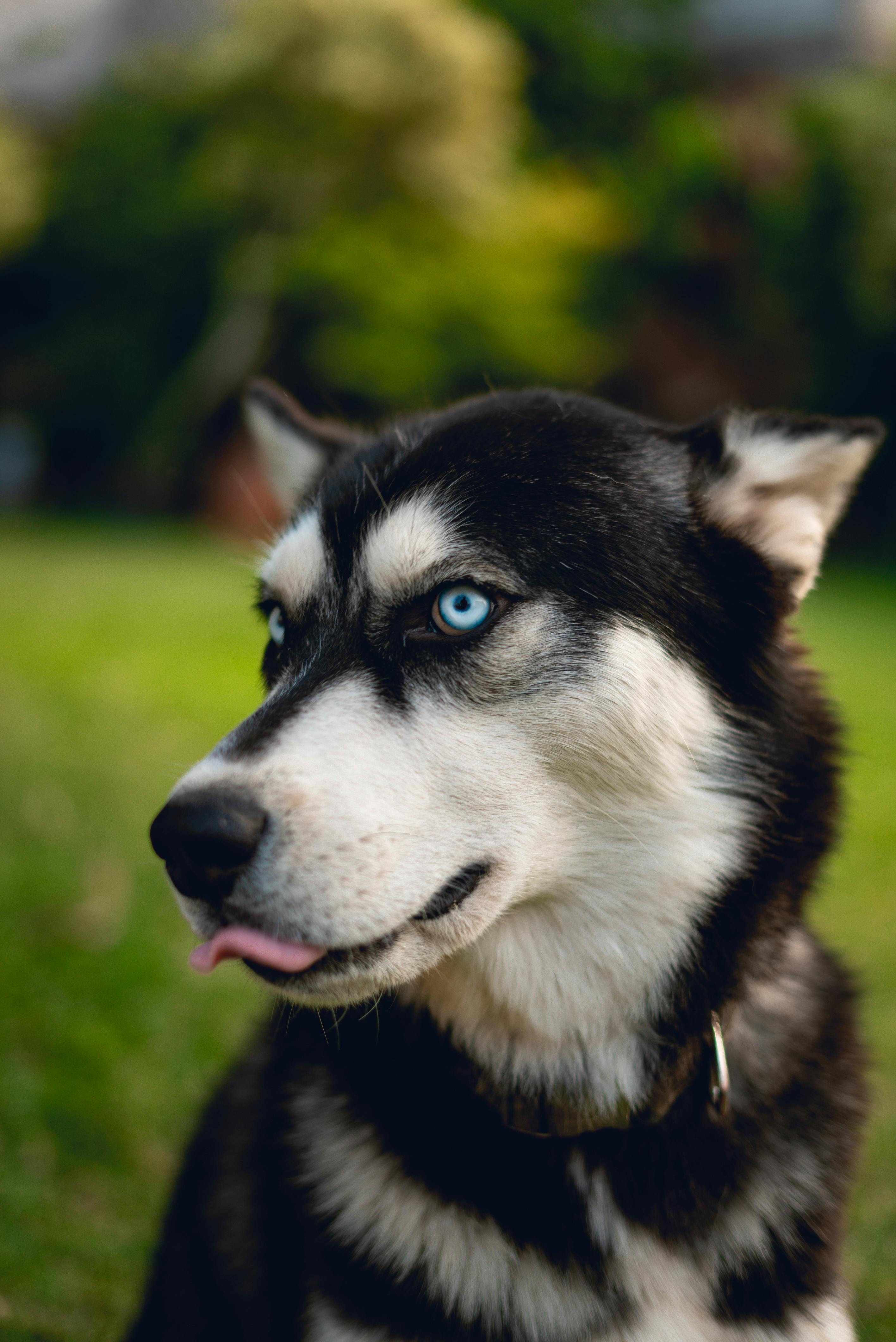 Portrait of Husky · Free Stock Photo