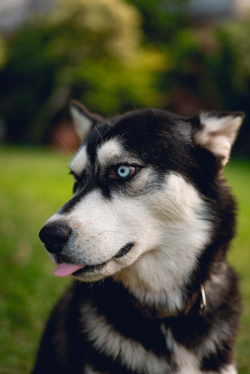 Husky Wallpapers Photos, Download The BEST Free Husky Wallpapers Stock ...