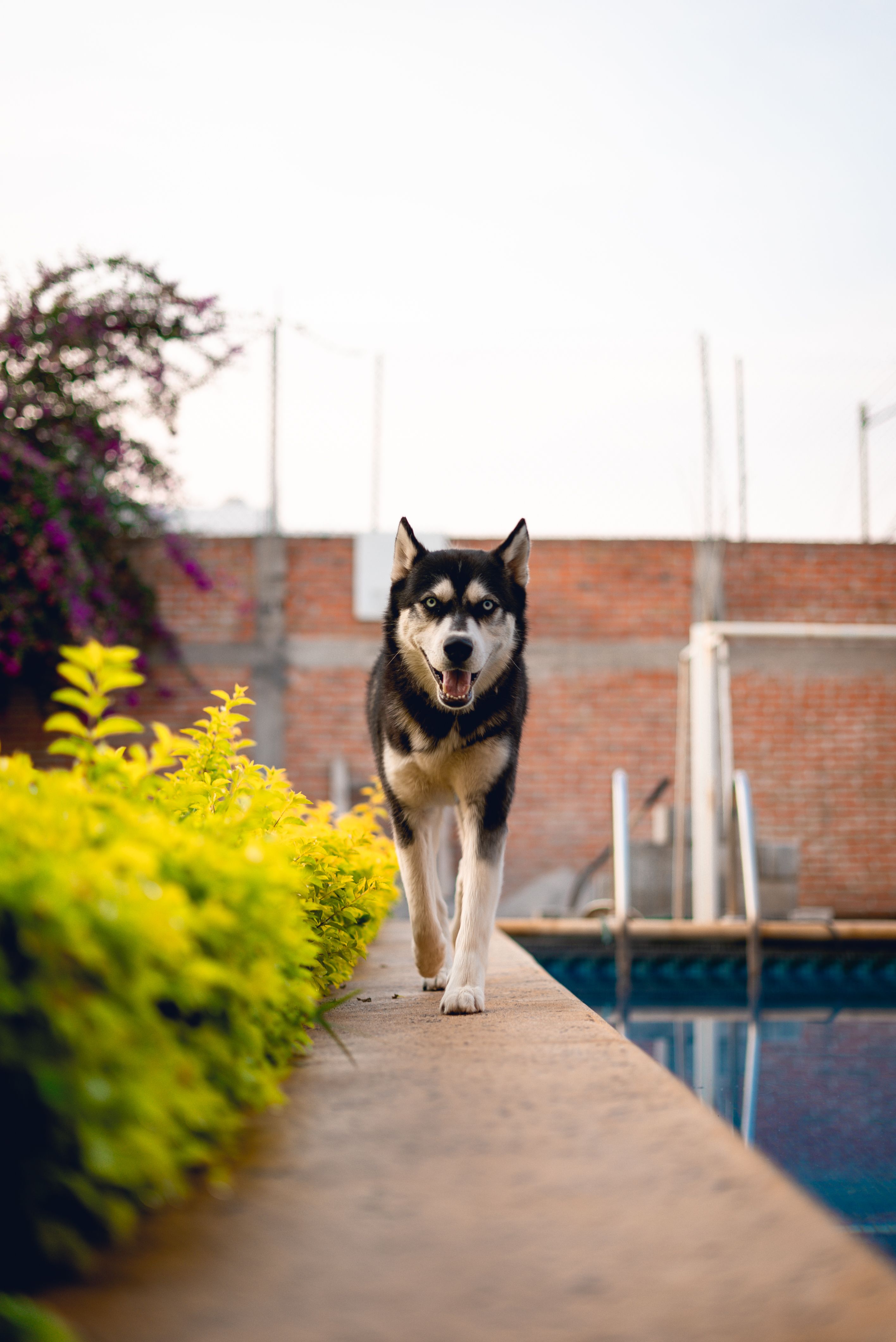 Husky Next to a Swimming Pool · Free Stock Photo