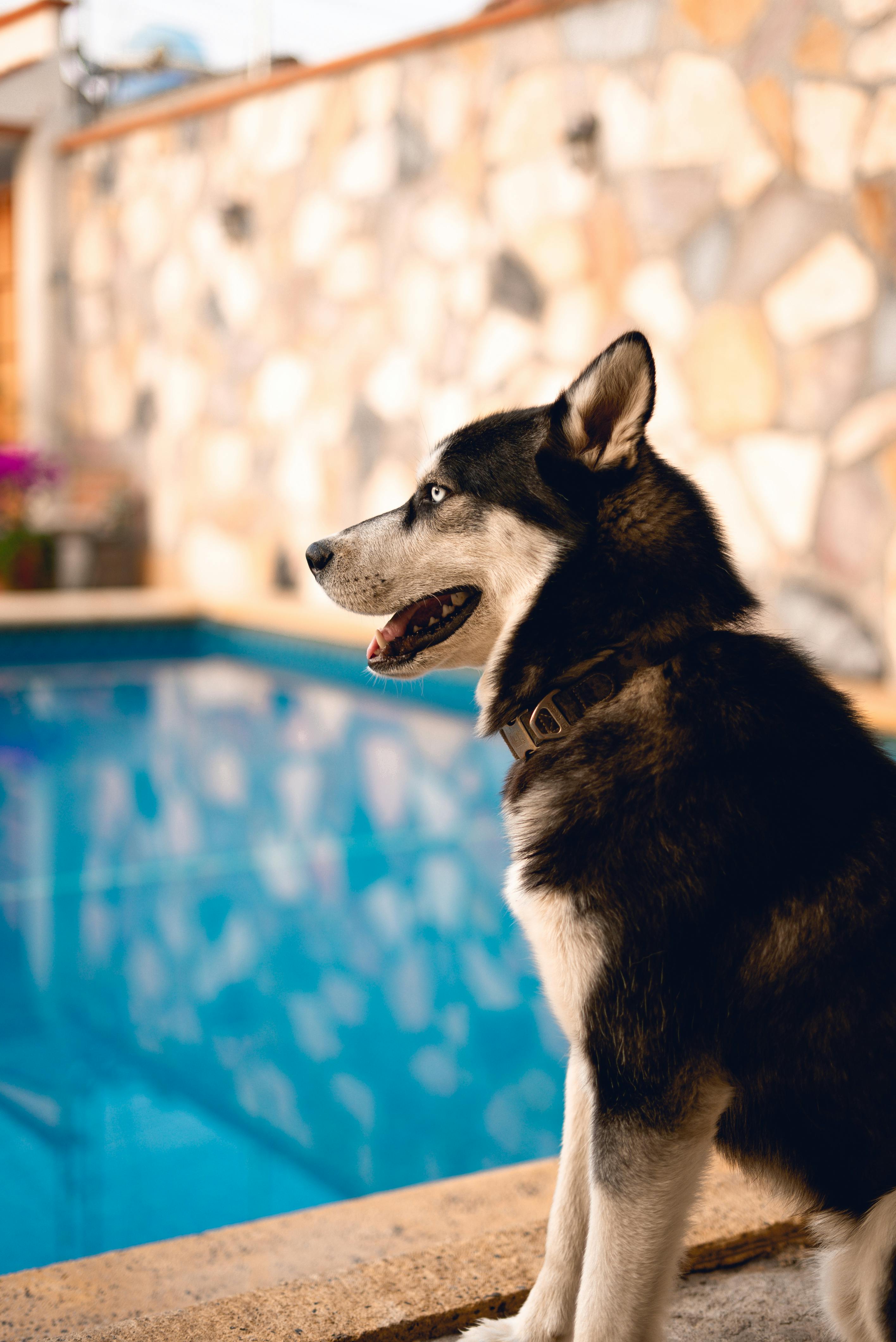 Husky Sitting at Pool · Free Stock Photo