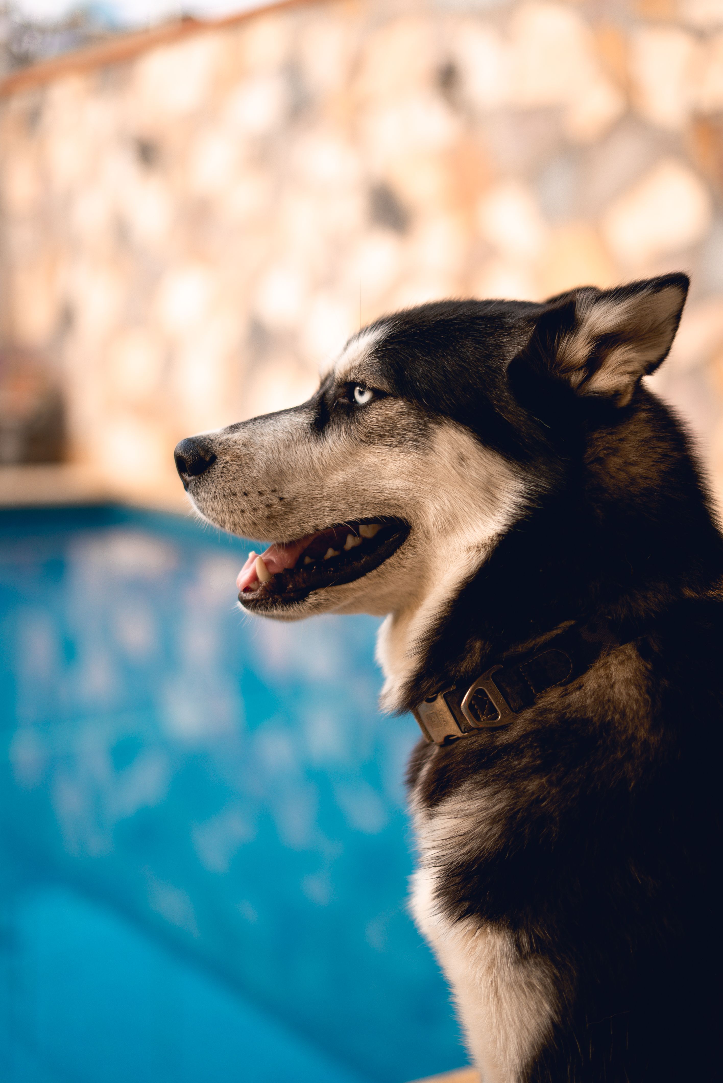 Photo of jonathan, a husky dog in kansas city, mo, usa · Free Stock Photo