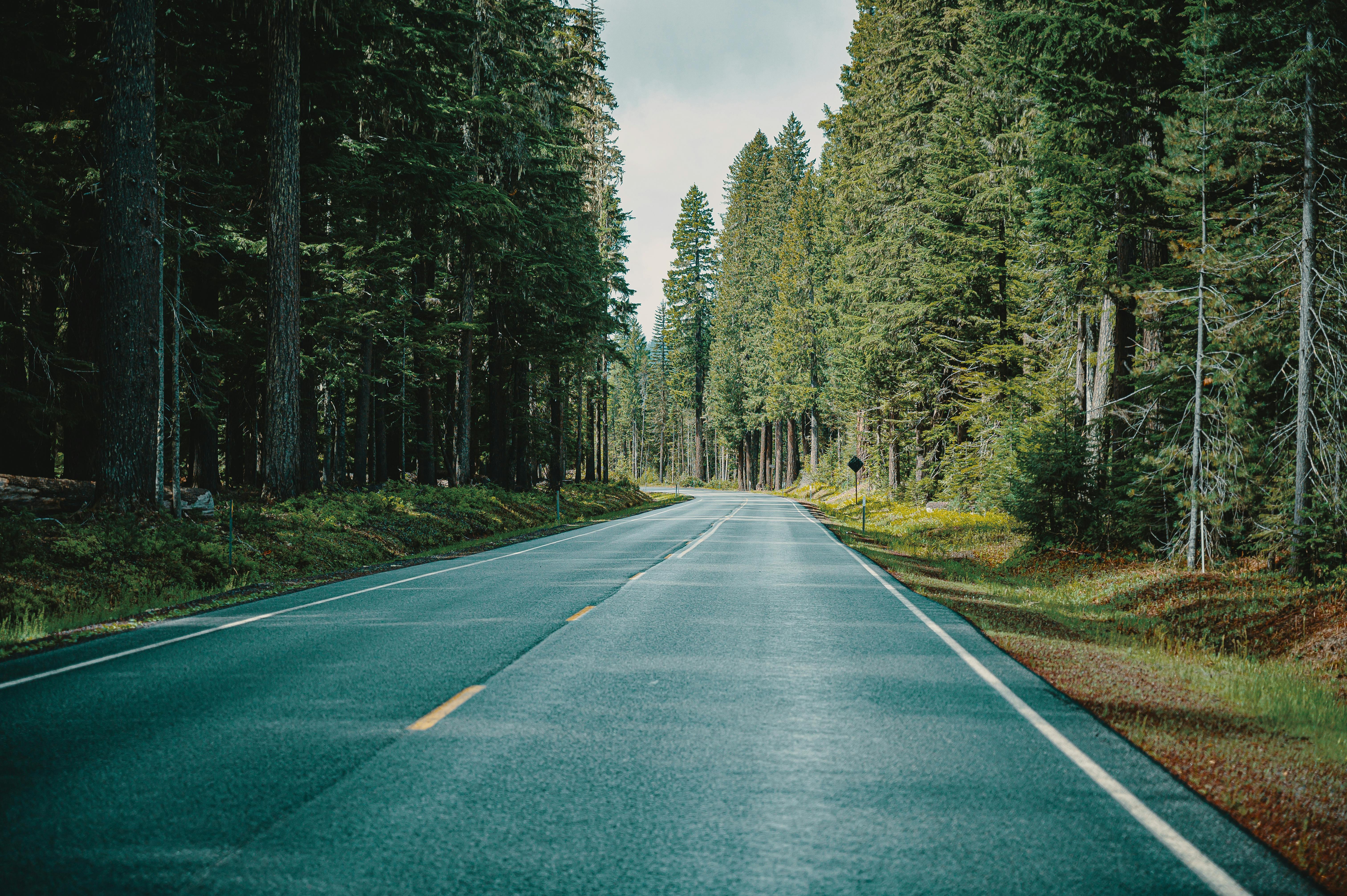 Photo of Road Between Trees · Free Stock Photo