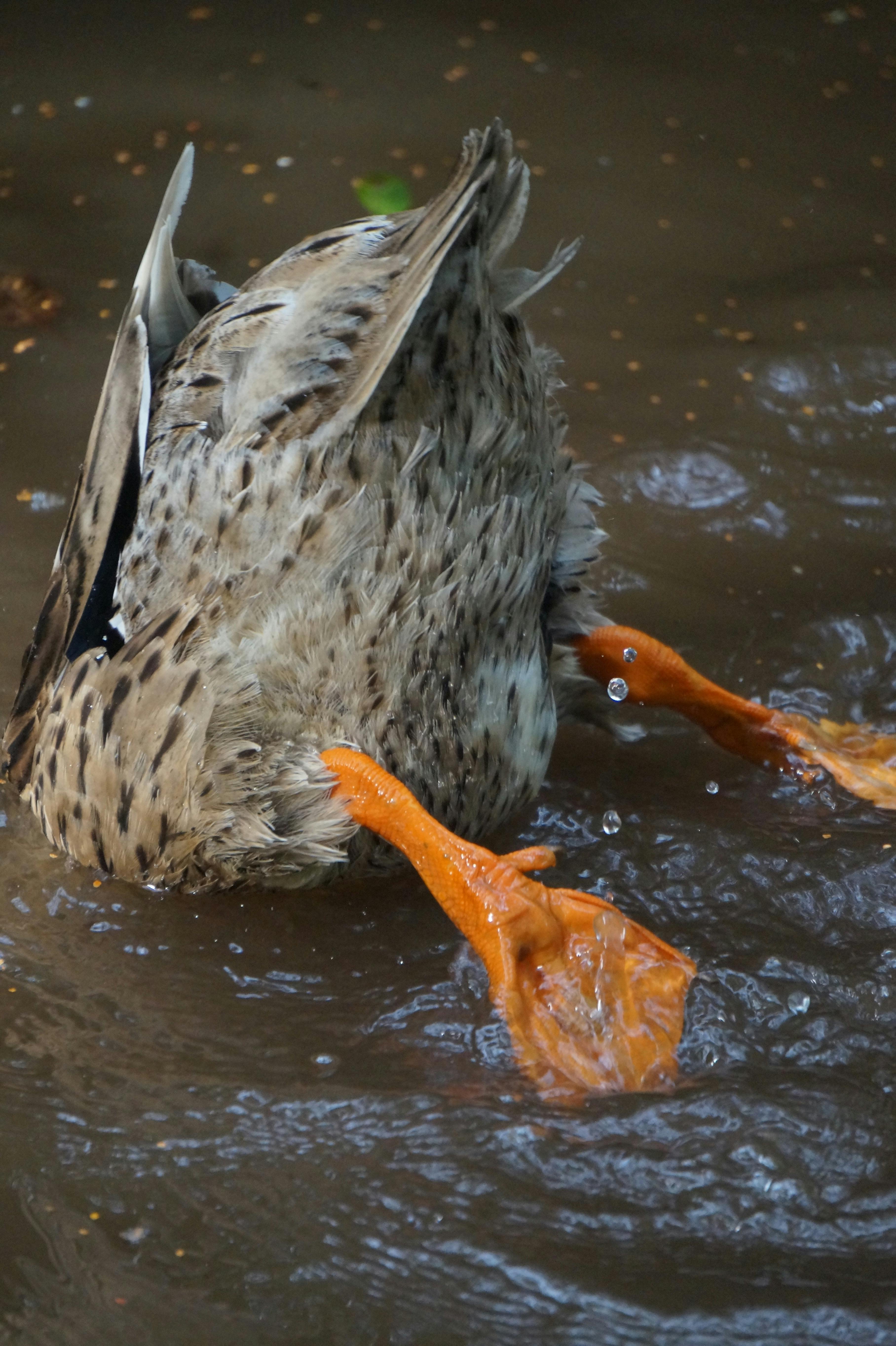 Duck Diving in Water · Free Stock Photo