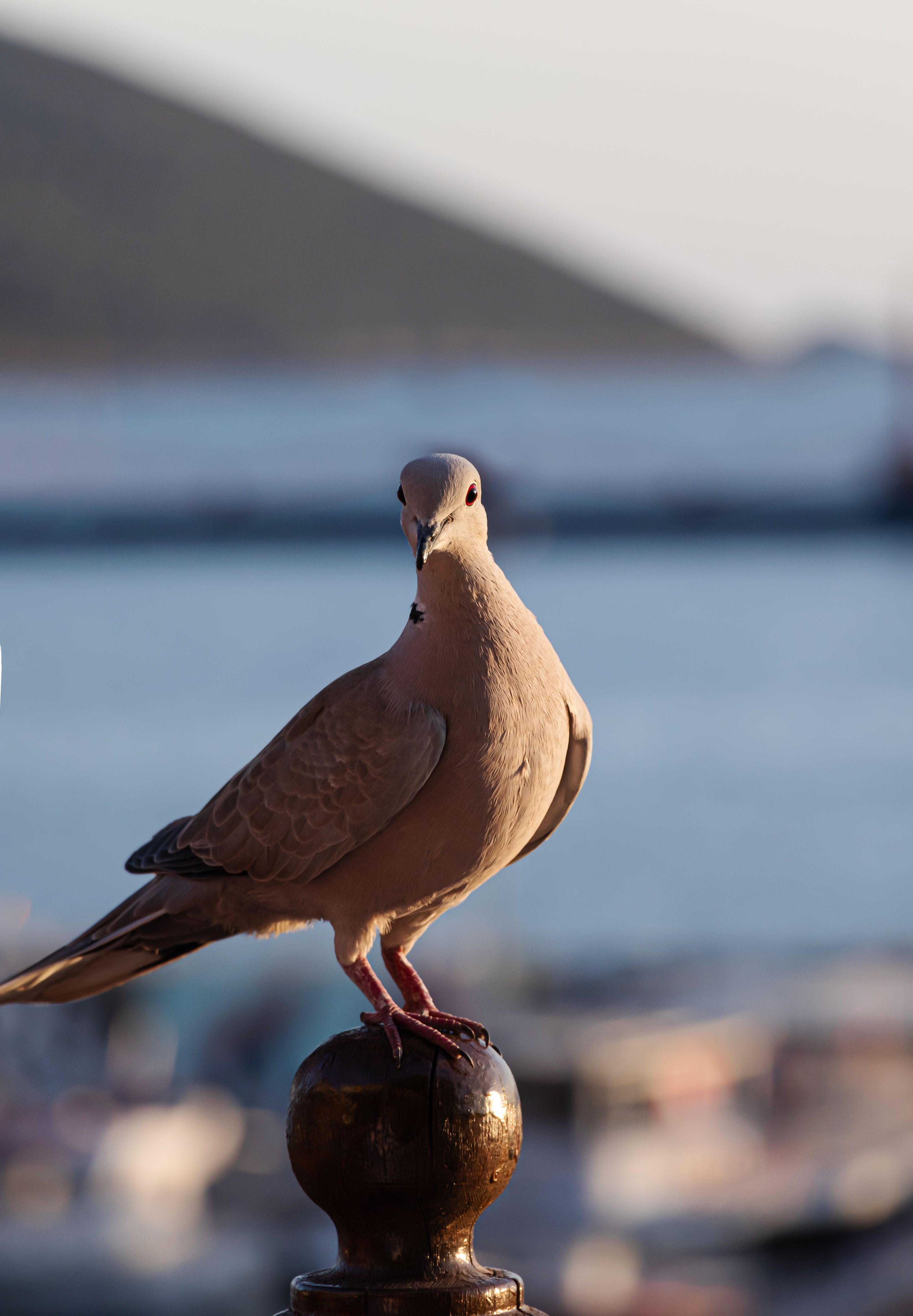 Eurasian Collared Dove Bird · Free Stock Photo