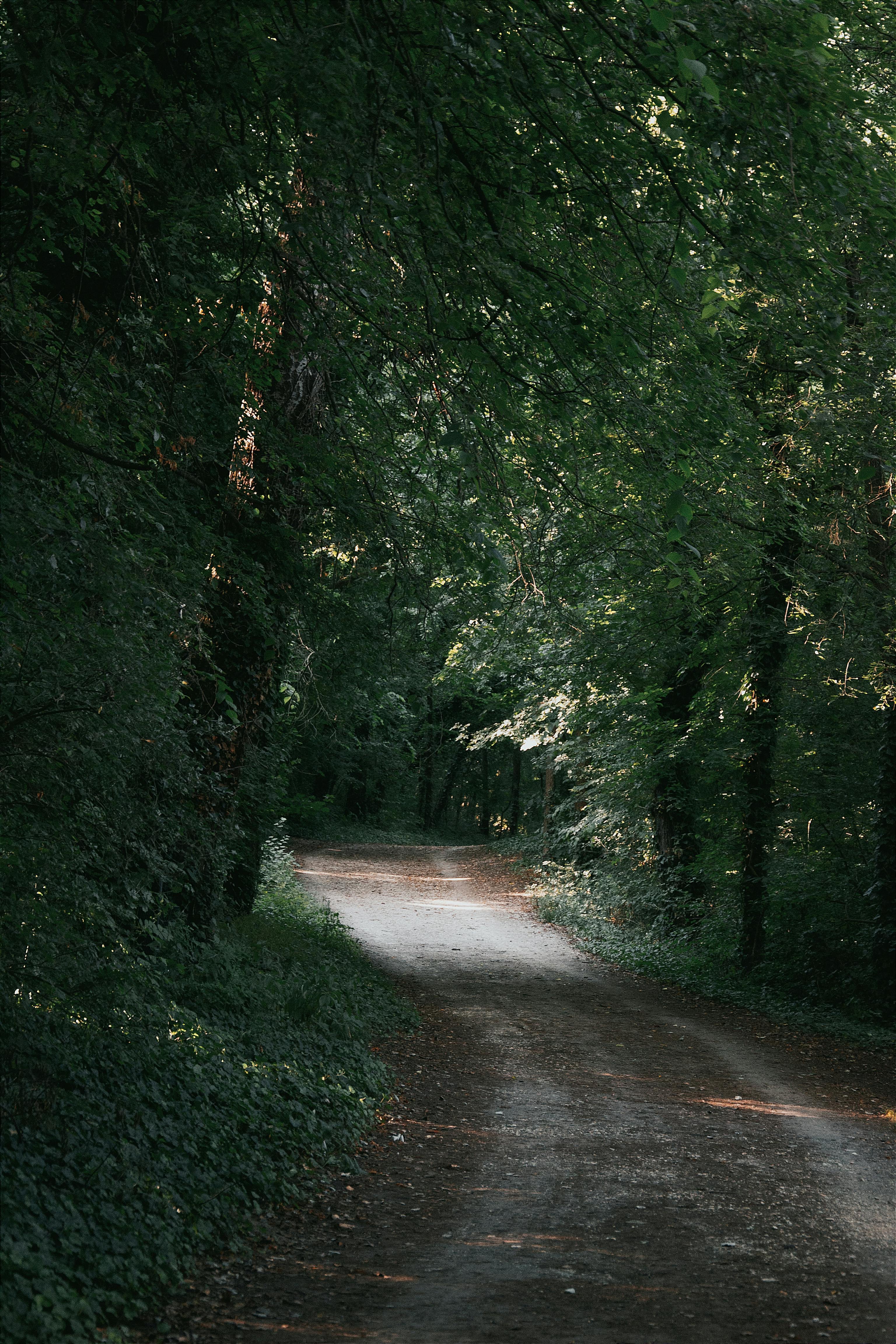 Dirt Road in Deep Forest · Free Stock Photo
