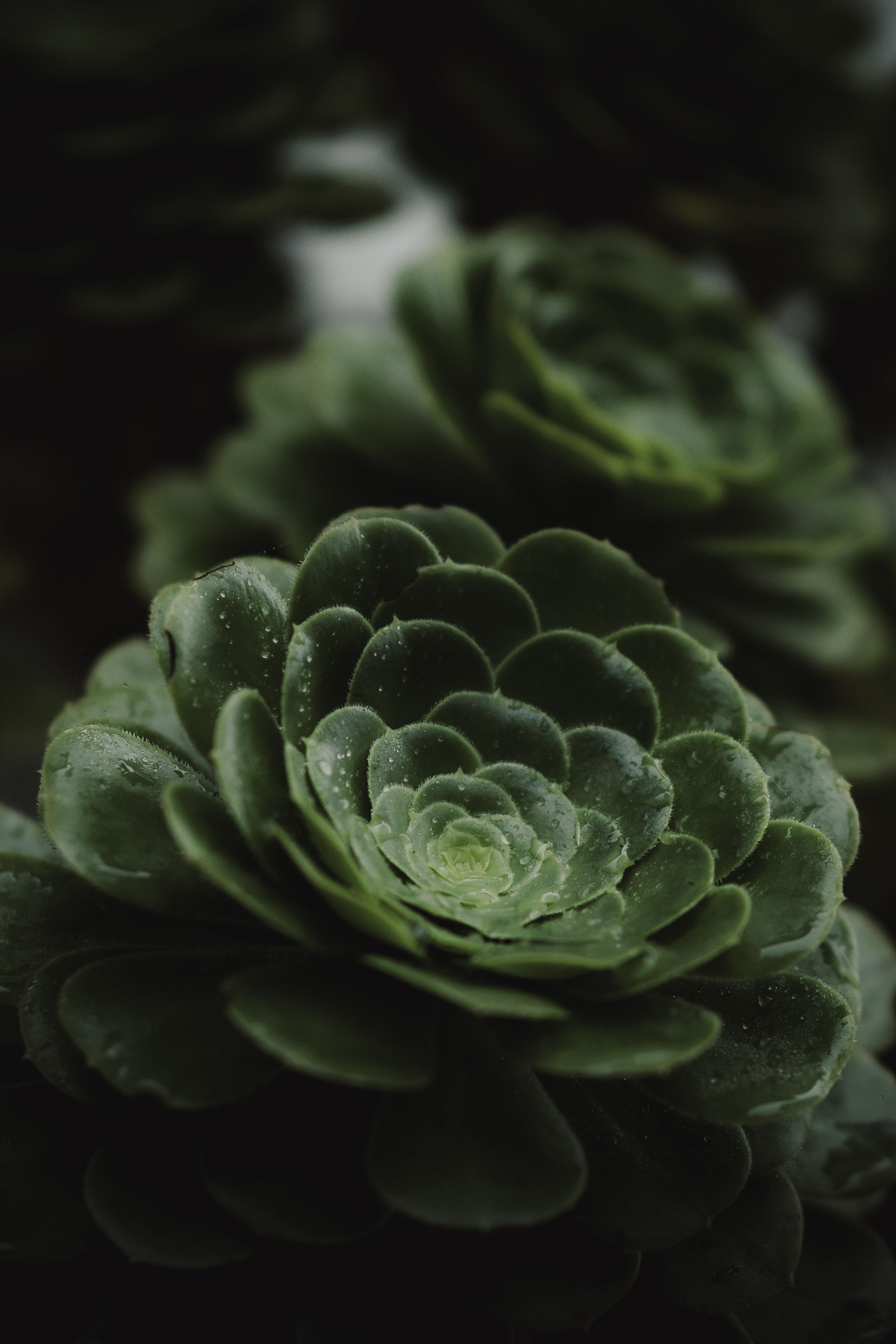 Closeup Tanaman Pohon Aeonium Dengan Daun Hijau Lebat · Foto Stok Gratis