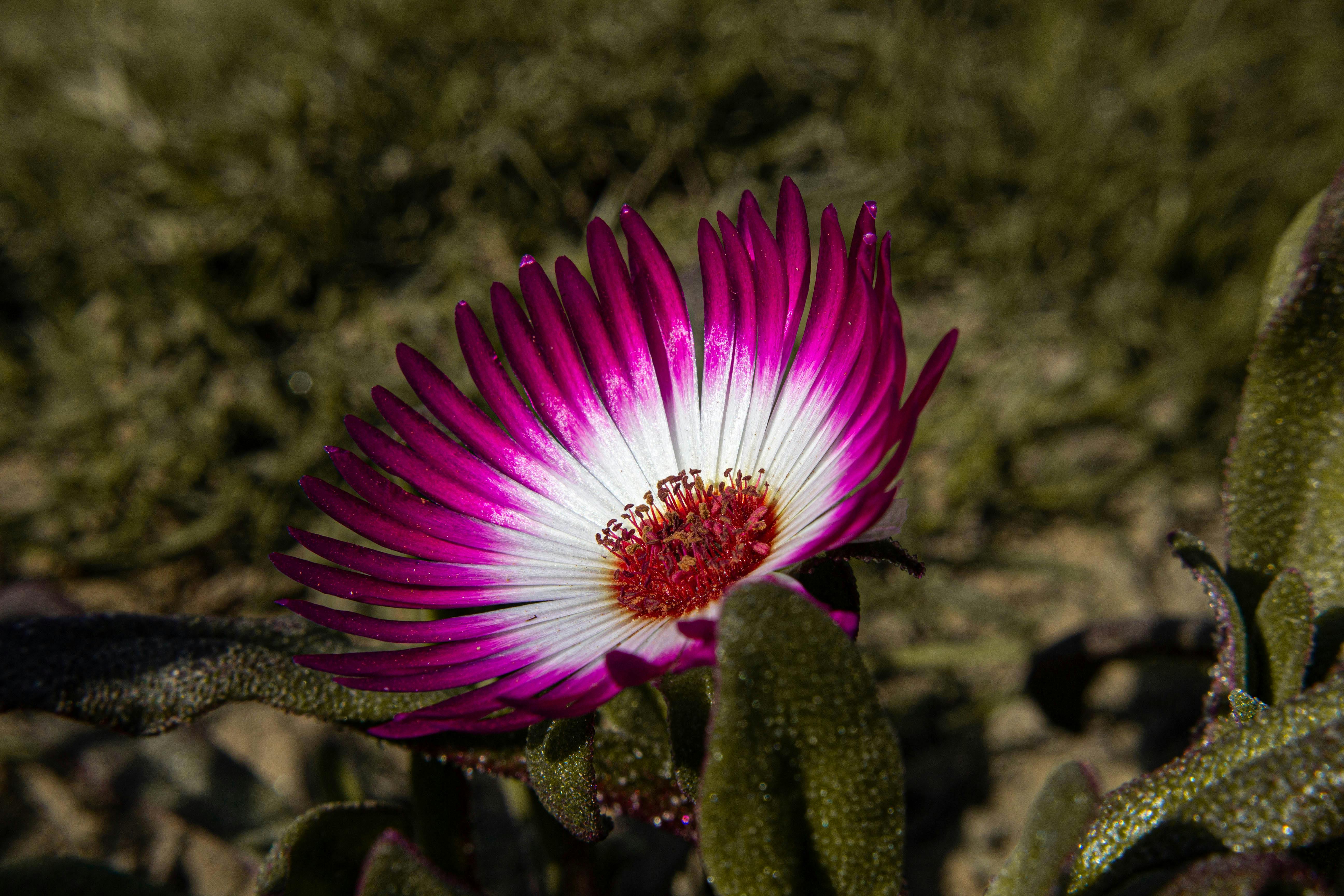 Closeup of Blooming Tropical Livingstone Daisy Flower · Free Stock Photo