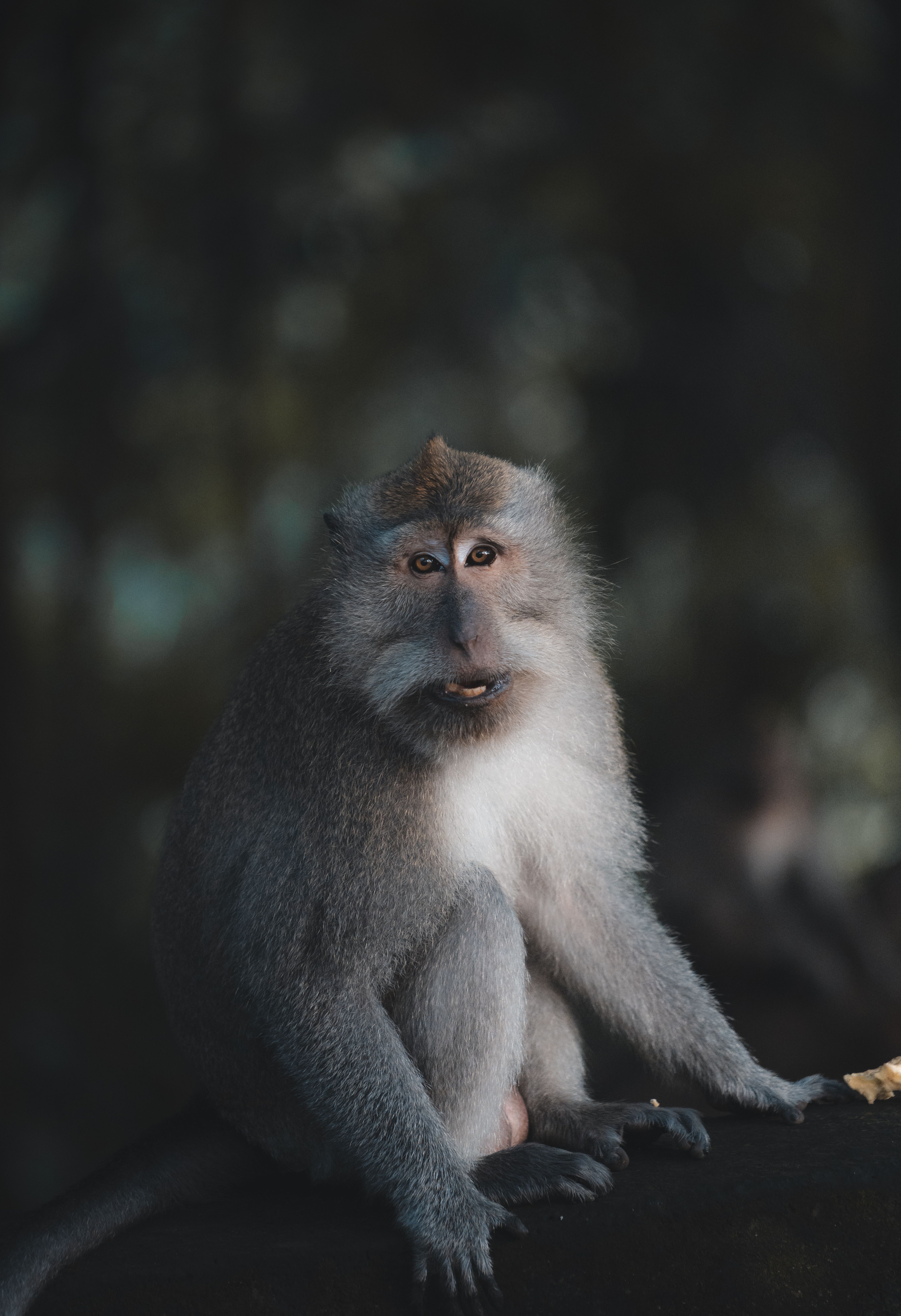 Close-up of a Monkey Sitting in a Forest · Free Stock Photo