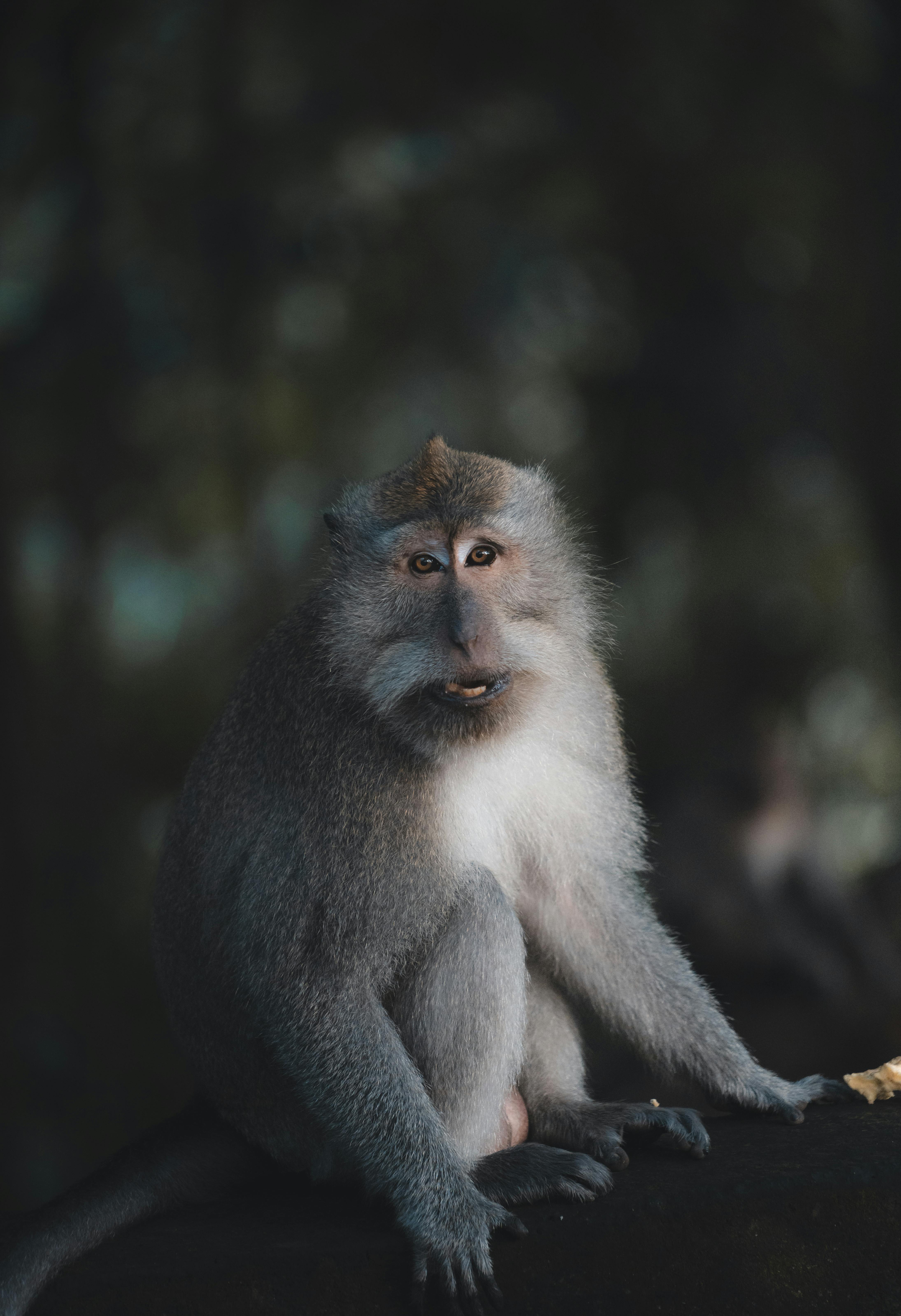 Shallow Focus Photography of Monkey · Free Stock Photo