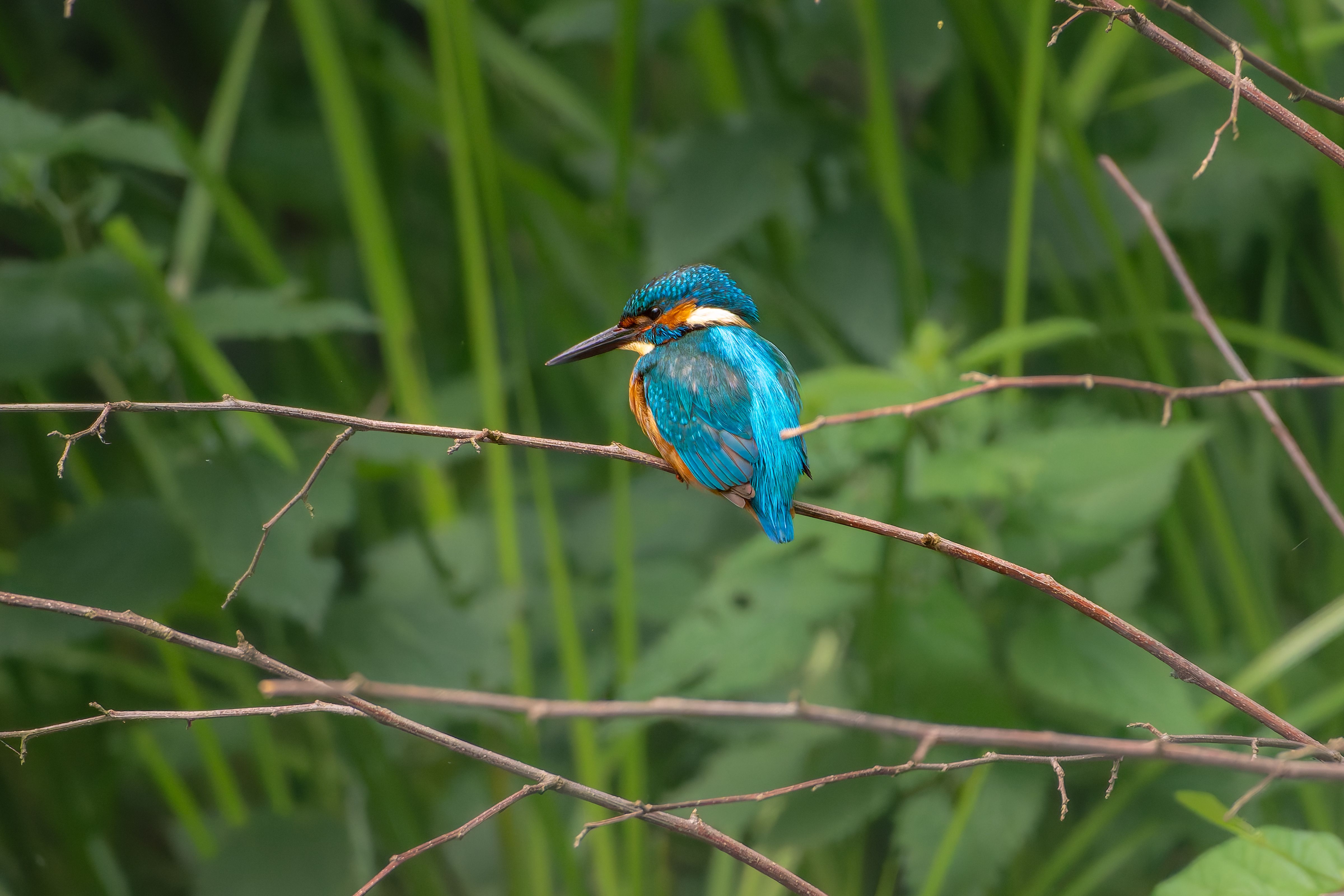 Selective Focus Photography of Blue and Brown Bird on Twig · Free Stock ...
