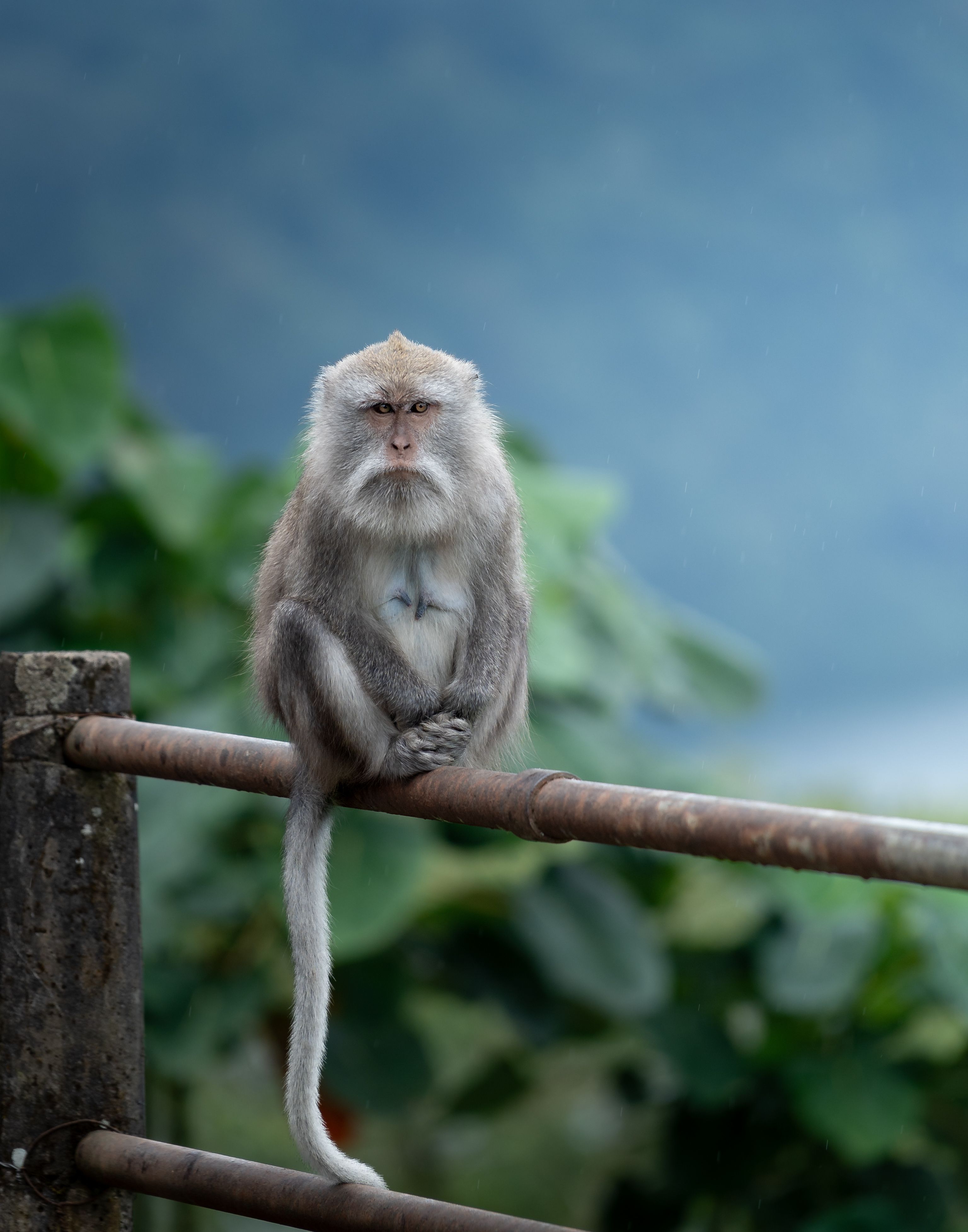 Foto de stock gratuita sobre al aire libre, animal, árbol, fauna ...