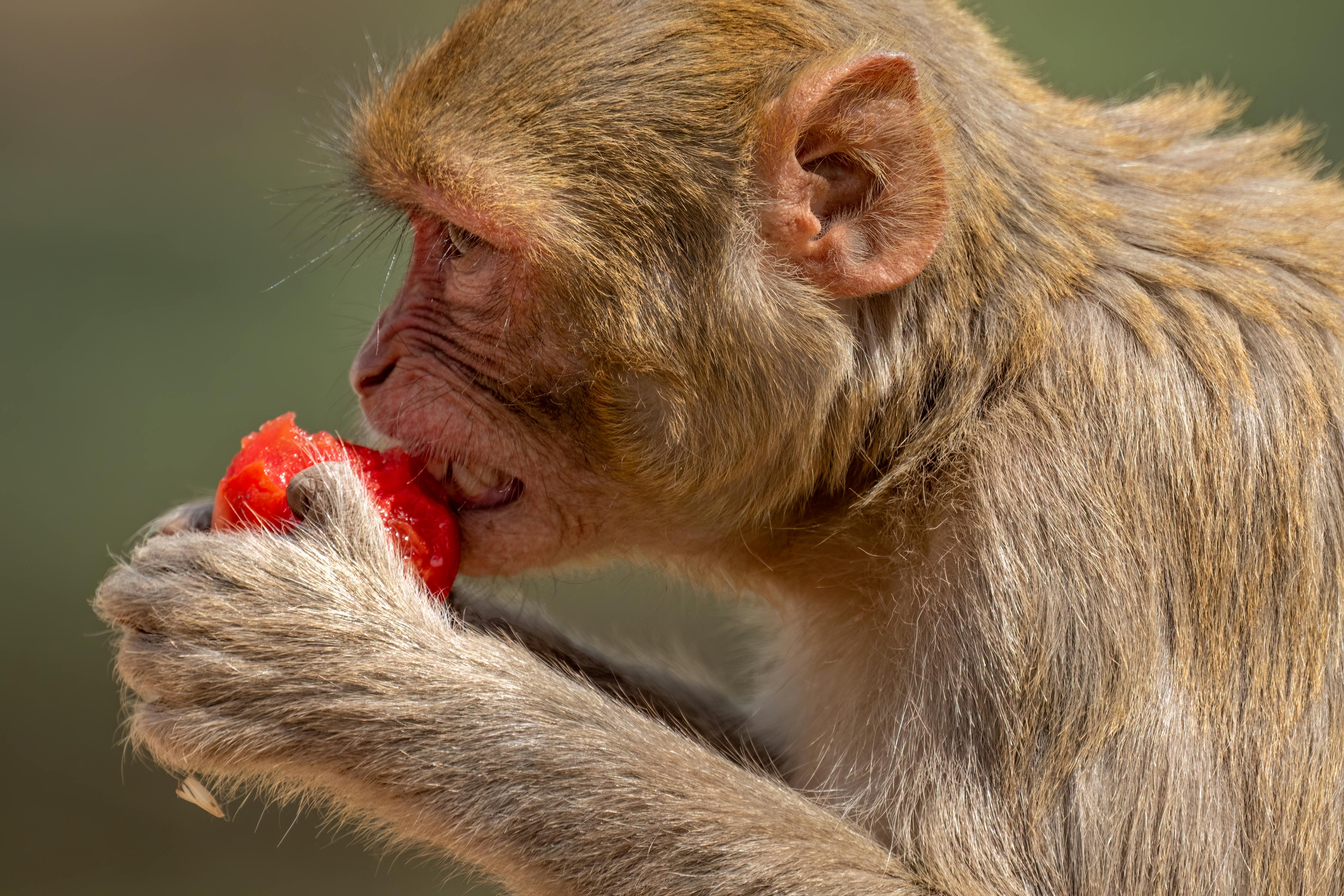 Monkey Peaking Around Corner Photos, Download The BEST Free Monkey ...