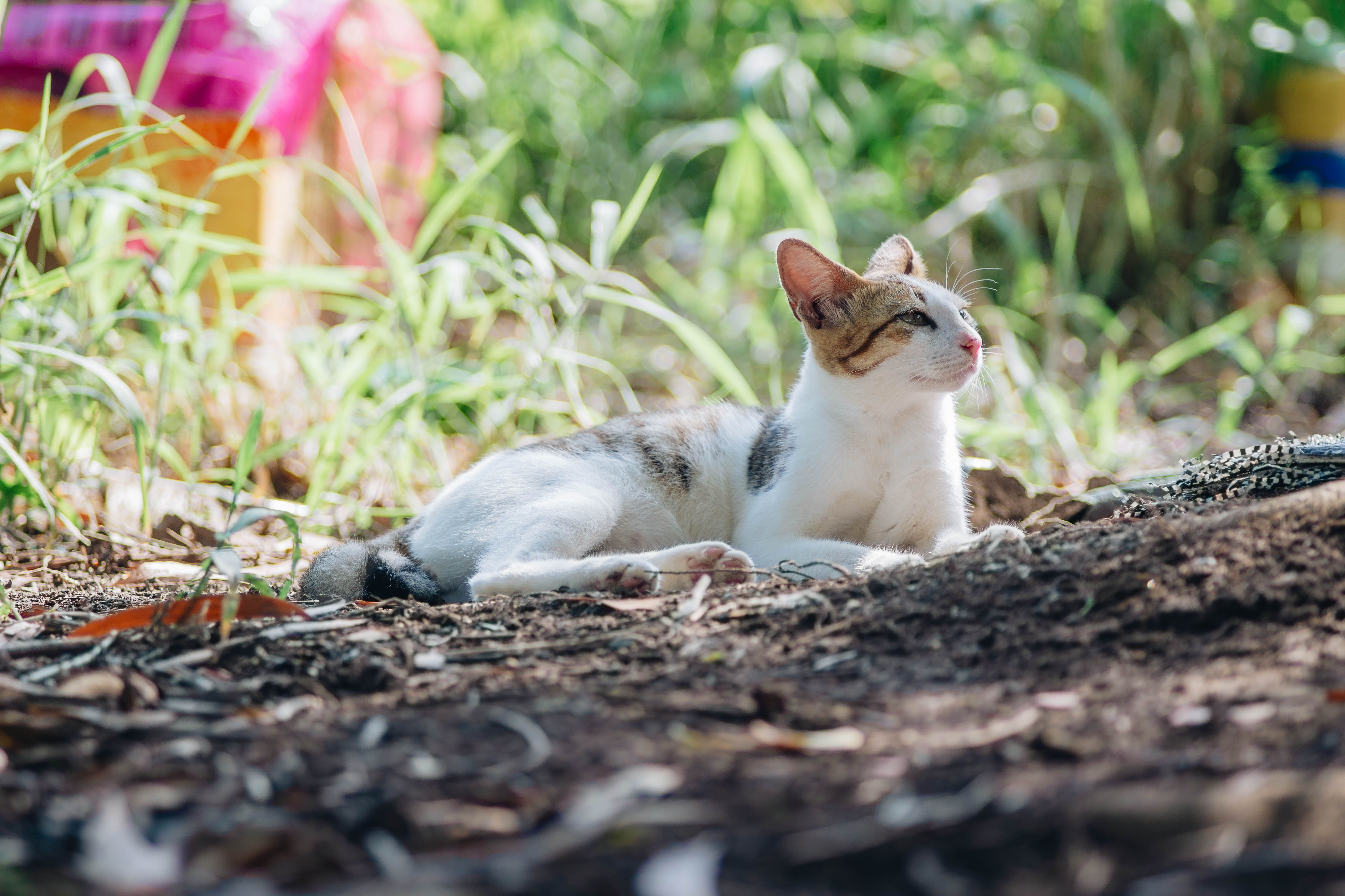 Cat In Garden Photos, Download The BEST Free Cat In Garden Stock Photos ...