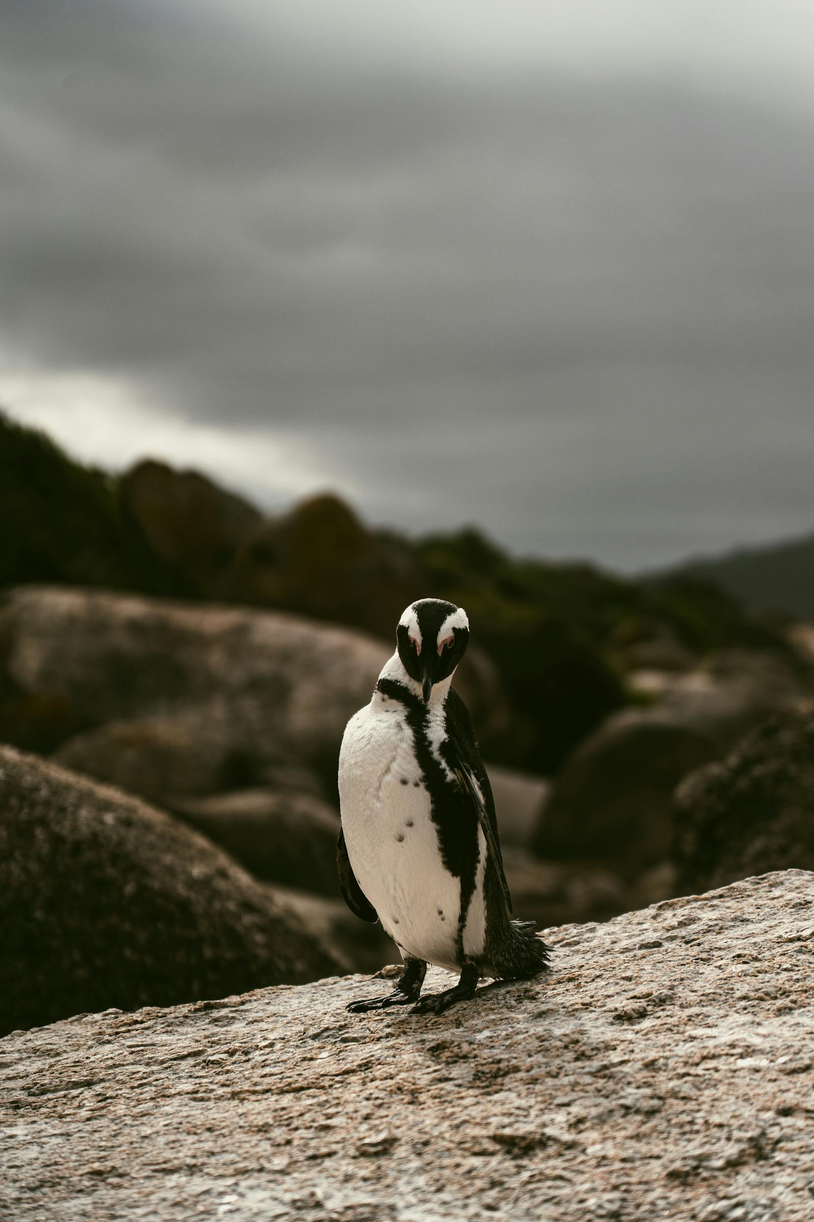 Penguin Leader Photos, Download The BEST Free Penguin Leader Stock ...