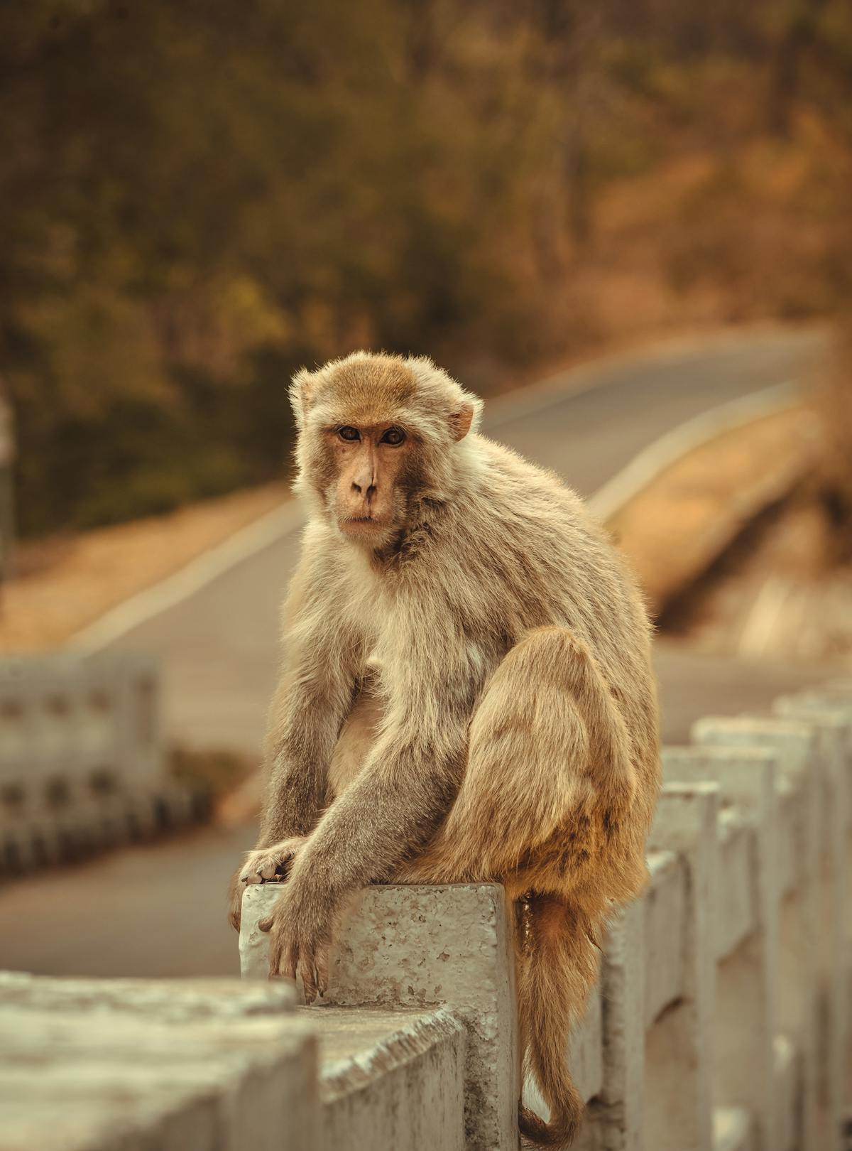 Serious Monkey In A Suit Photos, Download The BEST Free Serious Monkey ...