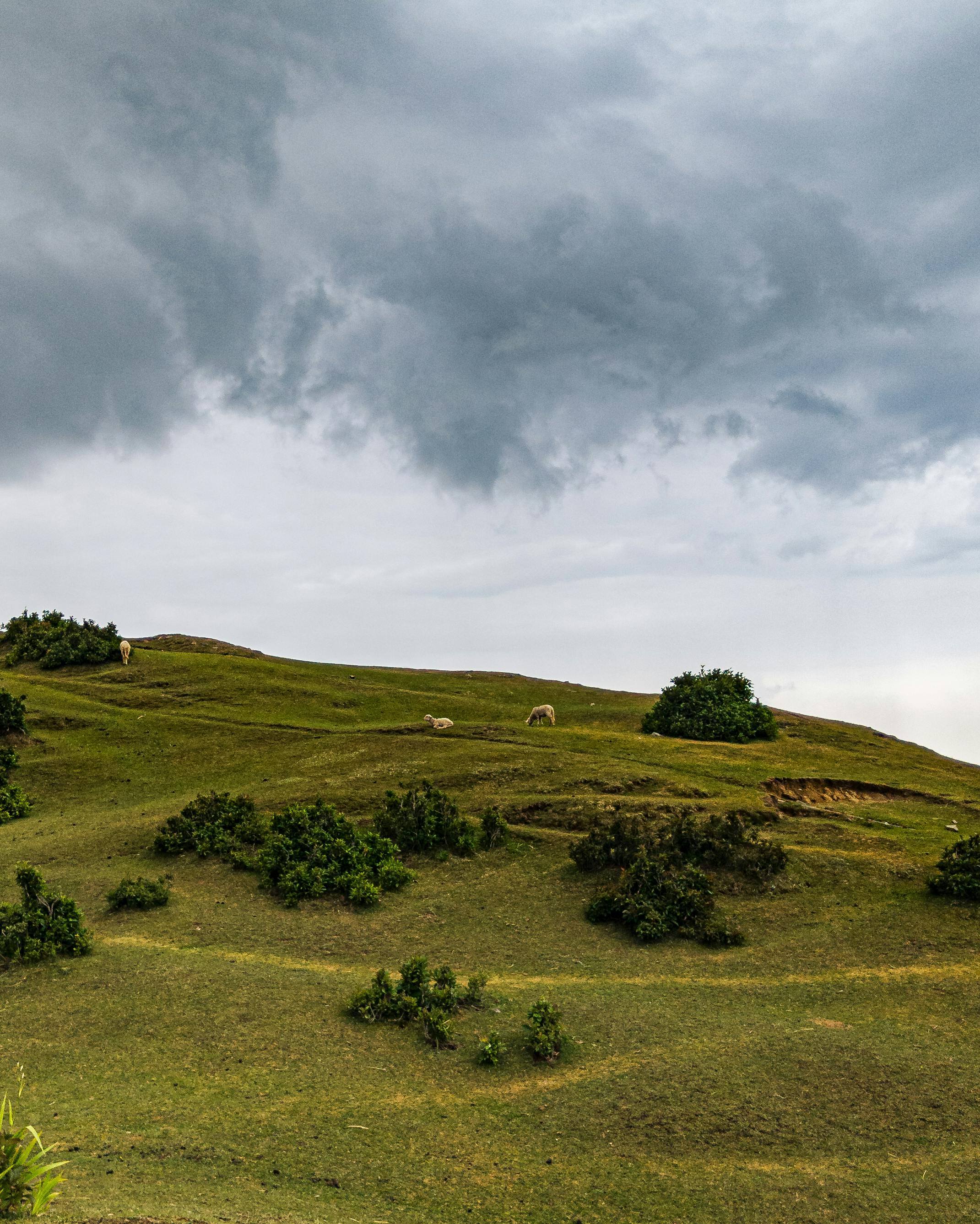 Foto profissional gratuita de agricultura, animal, arbustos, arranhando ...