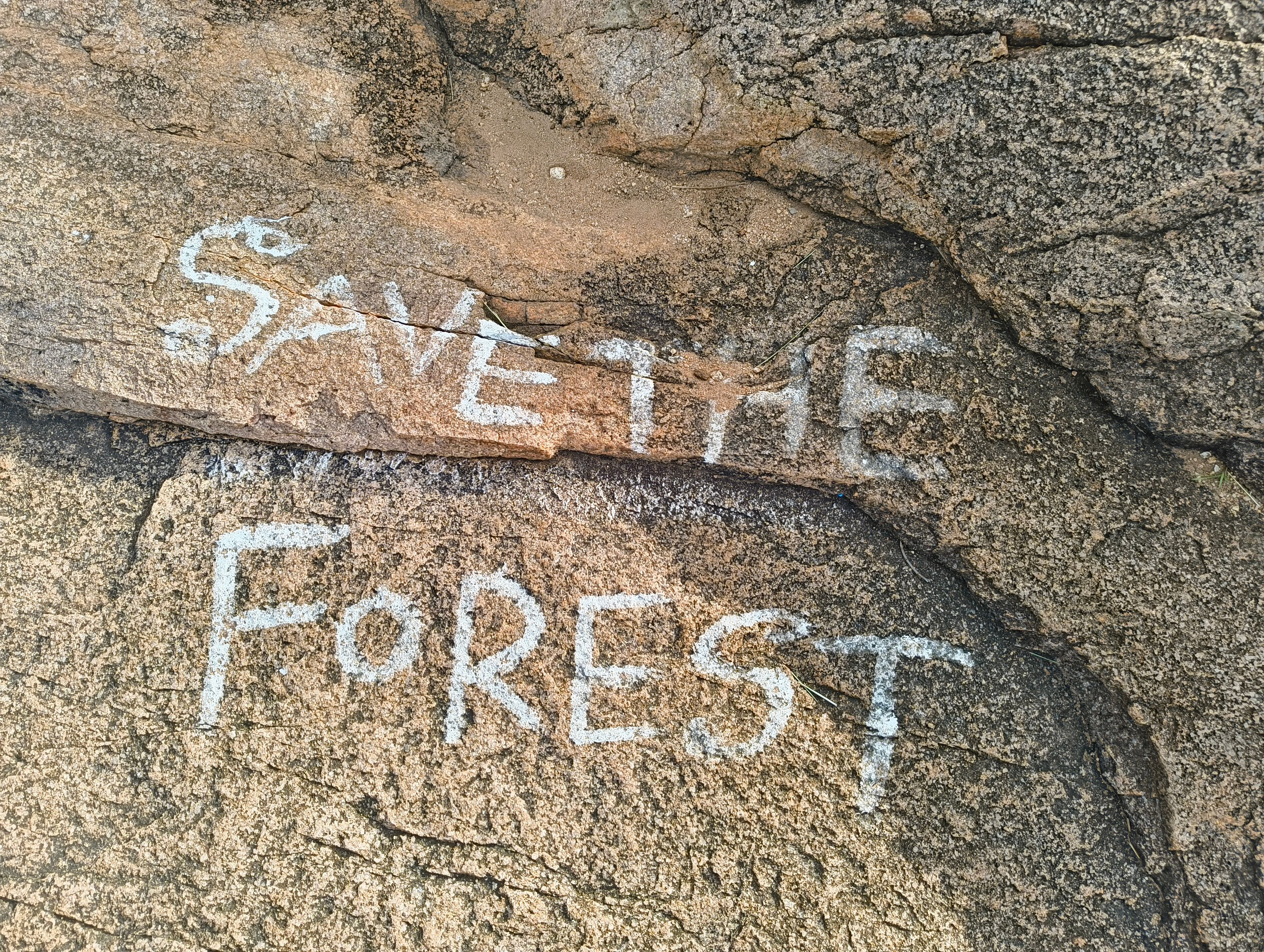 Save The Forest Photos, Download The BEST Free Save The Forest Stock ...