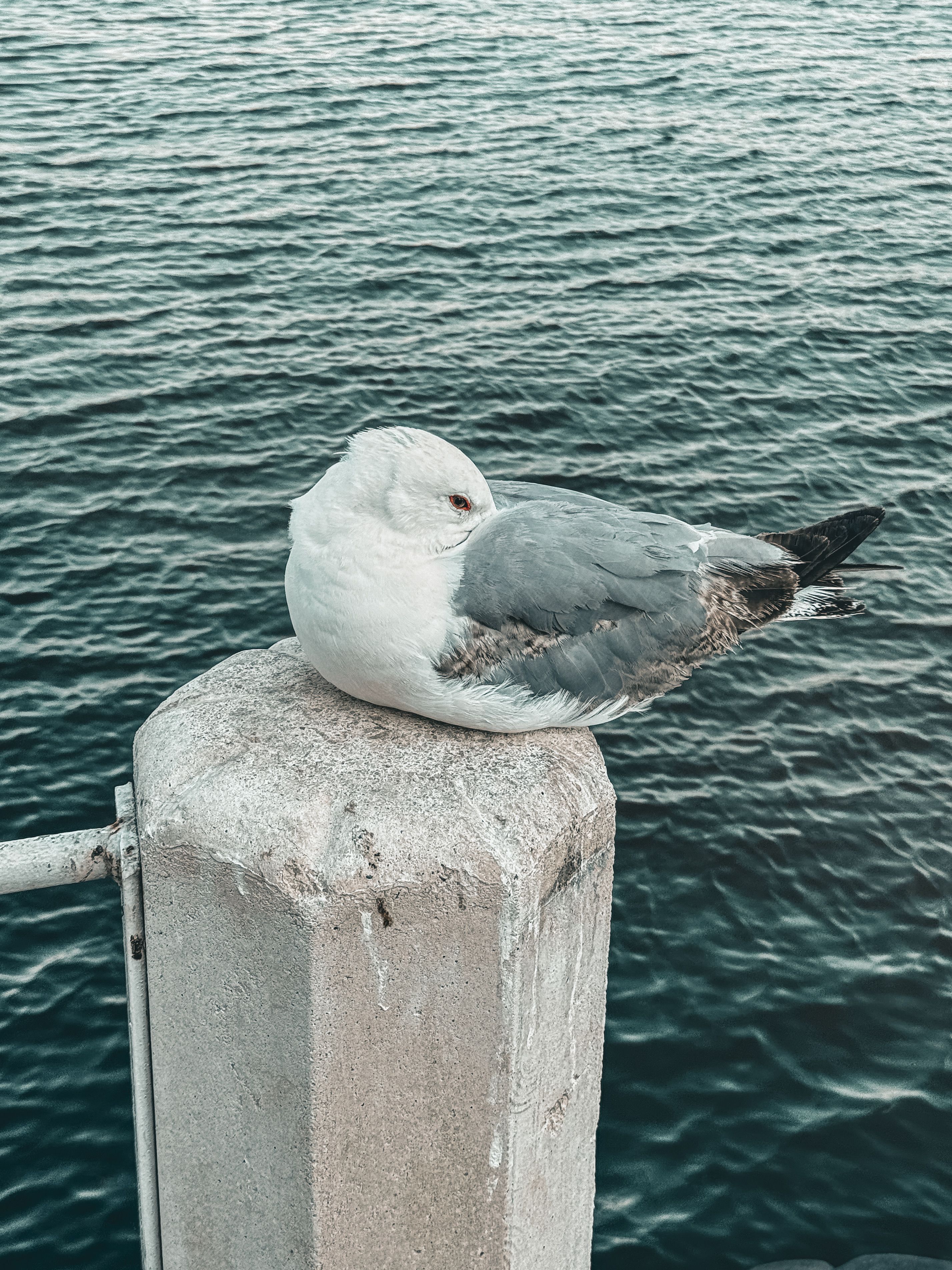 Seagull on Post on Sea Shore · Free Stock Photo