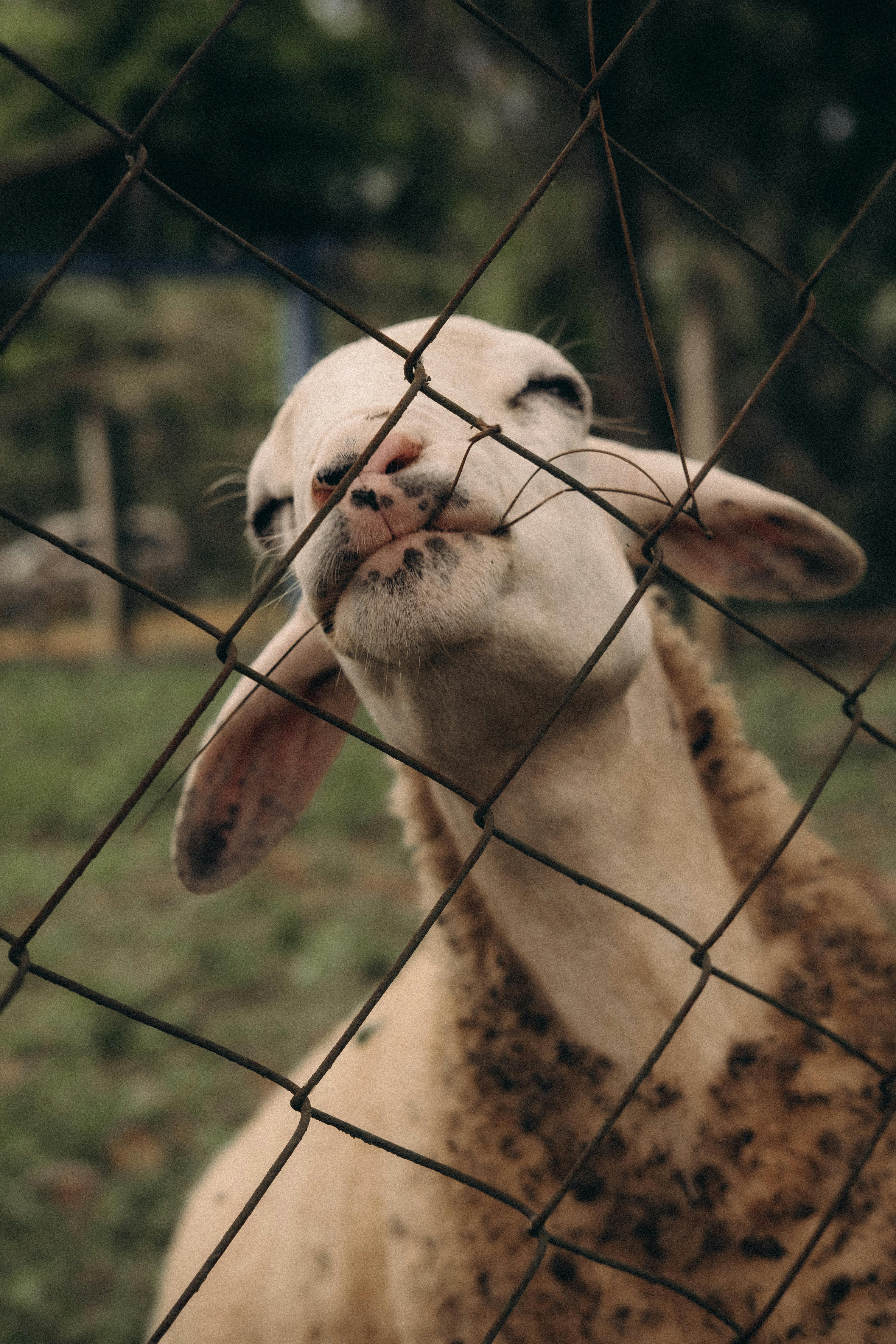 Sheep behind Mesh Fence · Free Stock Photo