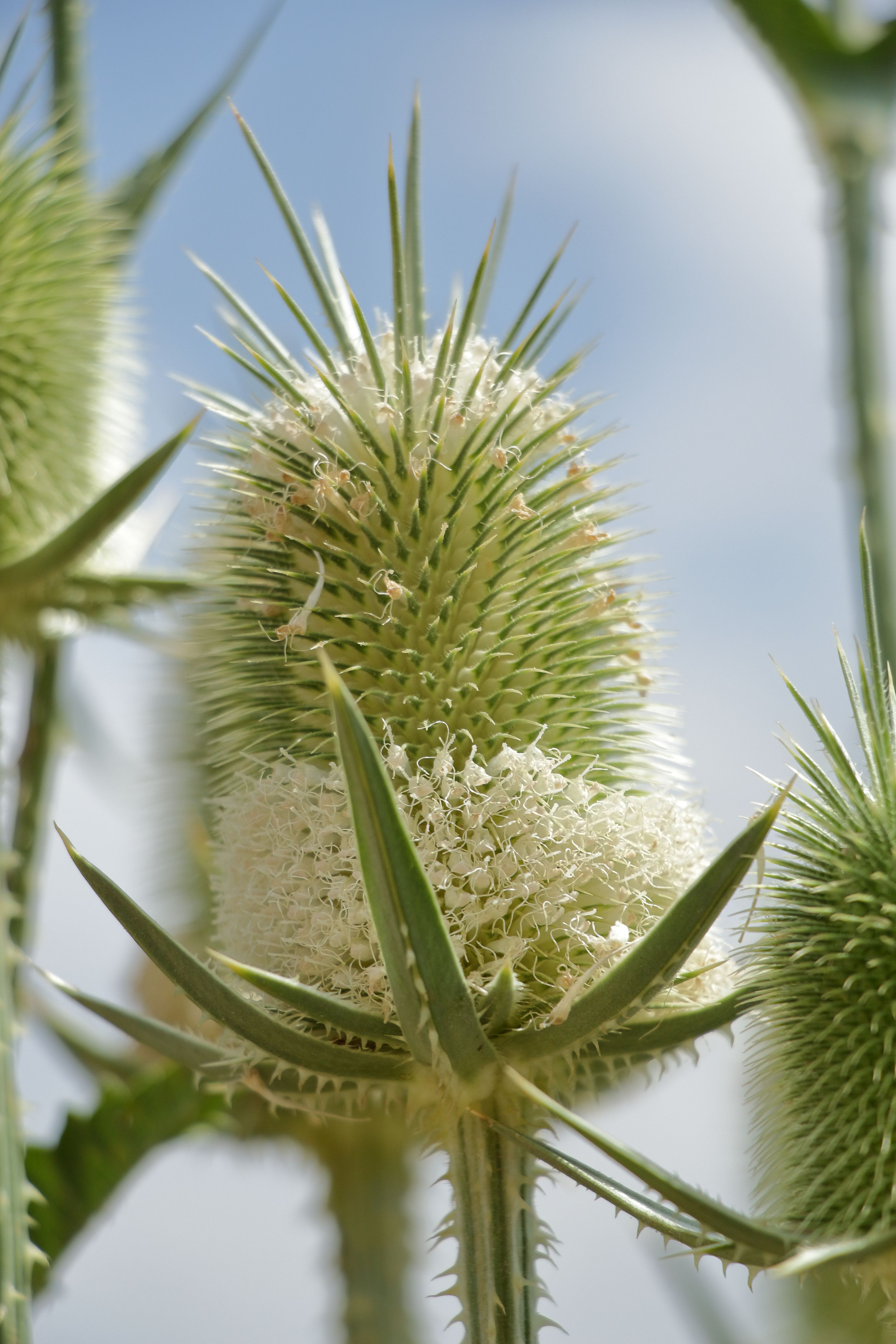 A thistle plant with white flowers and green leaves · Free Stock Photo