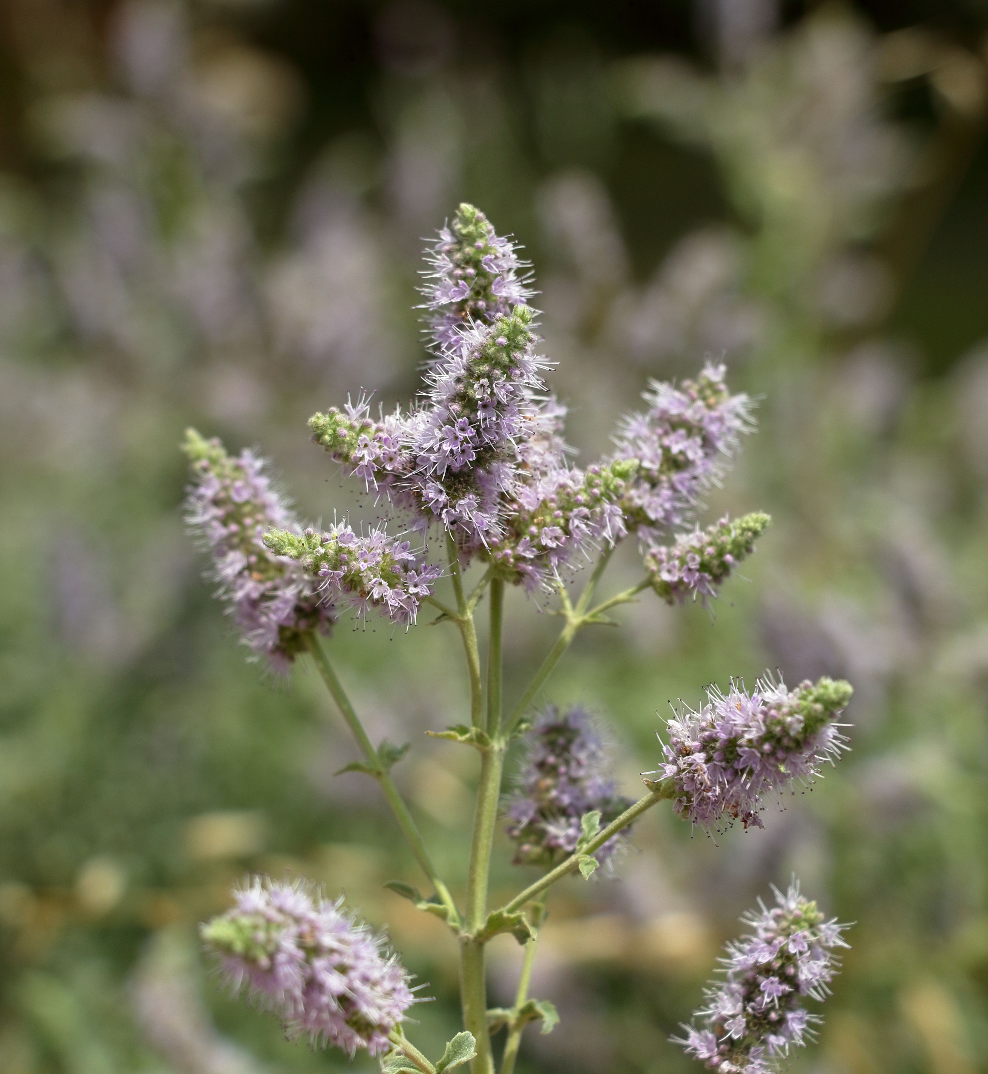 Flowering Horse Mint · Free Stock Photo