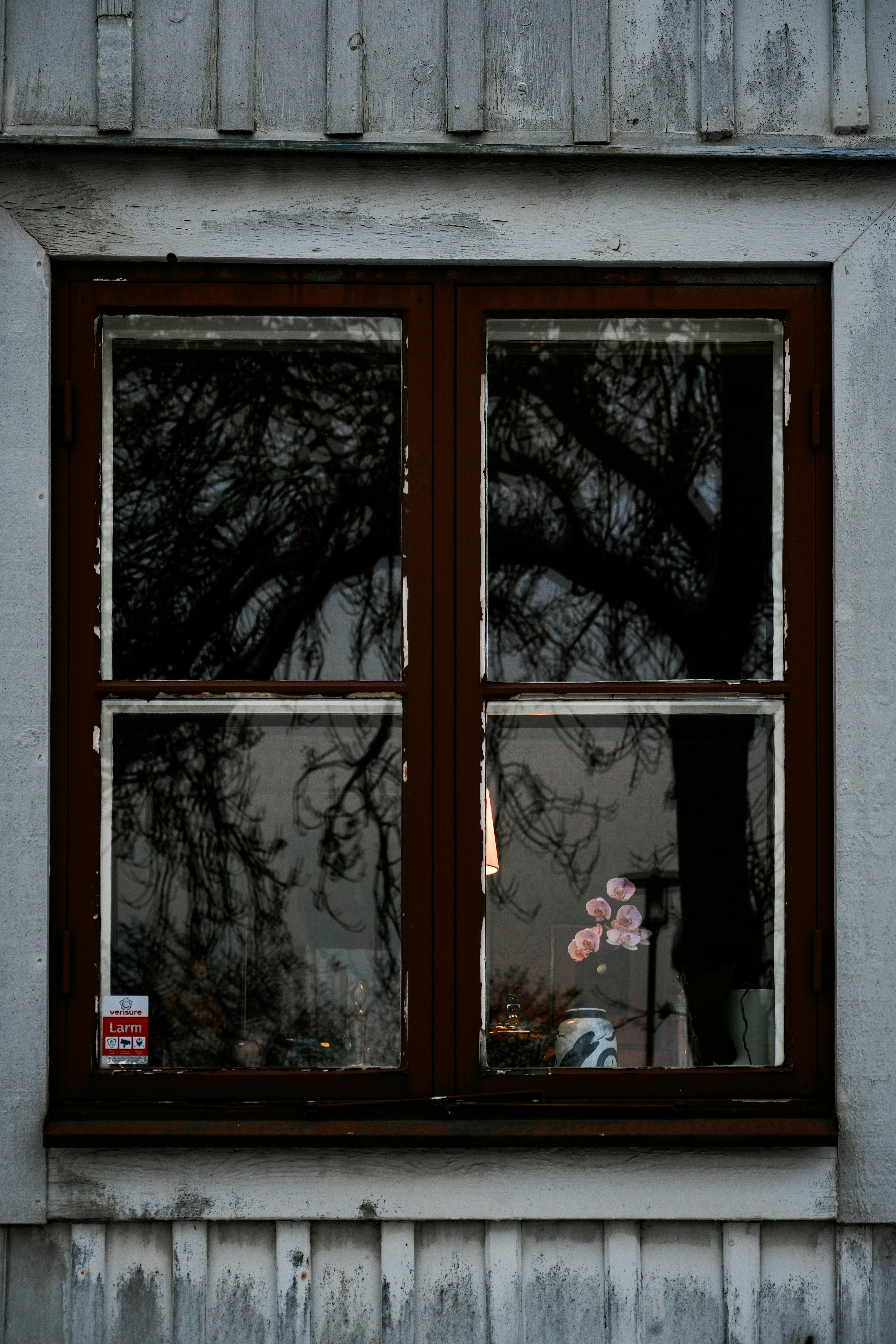 A window with a reflection of a tree · Free Stock Photo