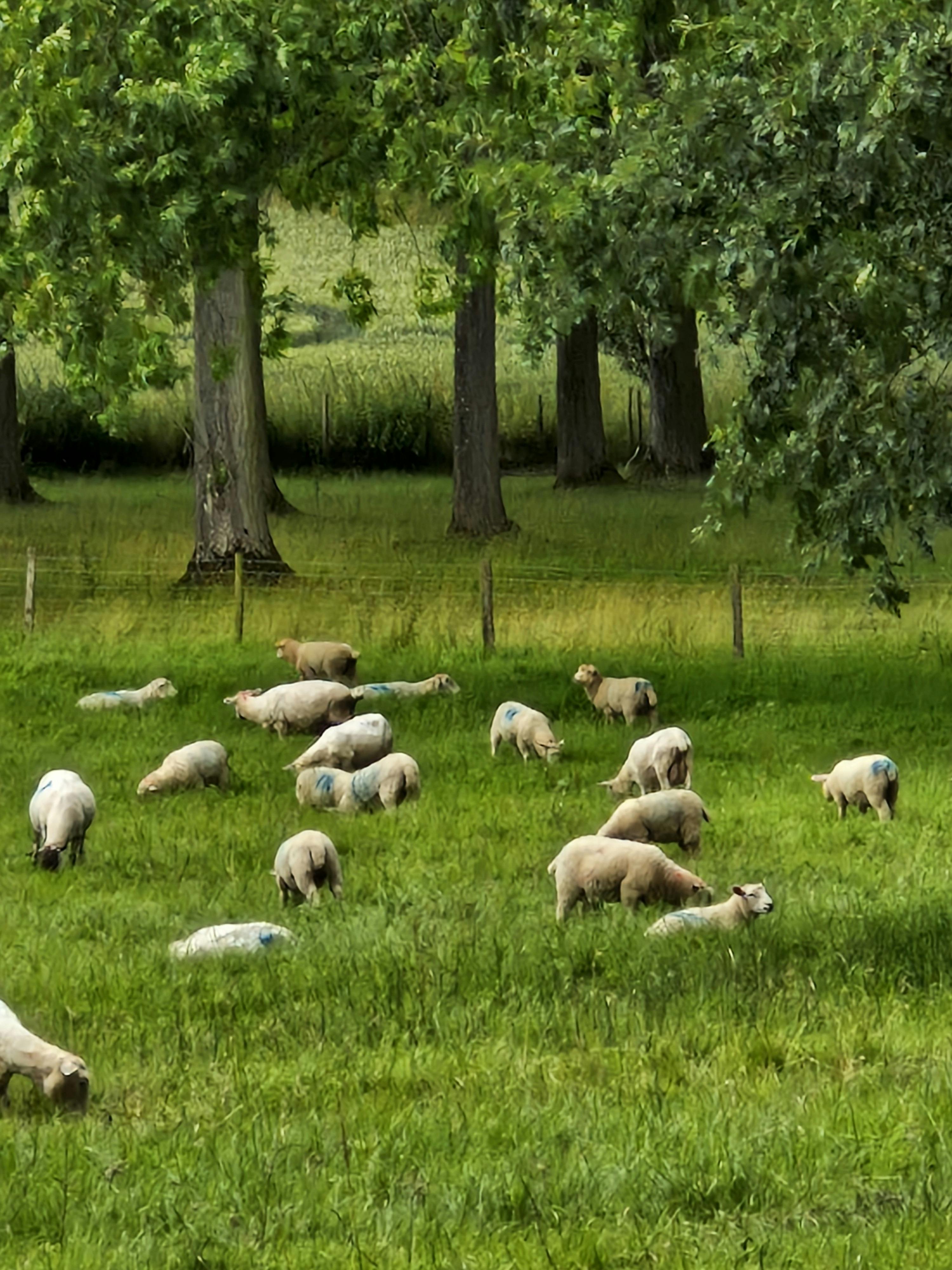 Sheep and growing lambs · Free Stock Photo