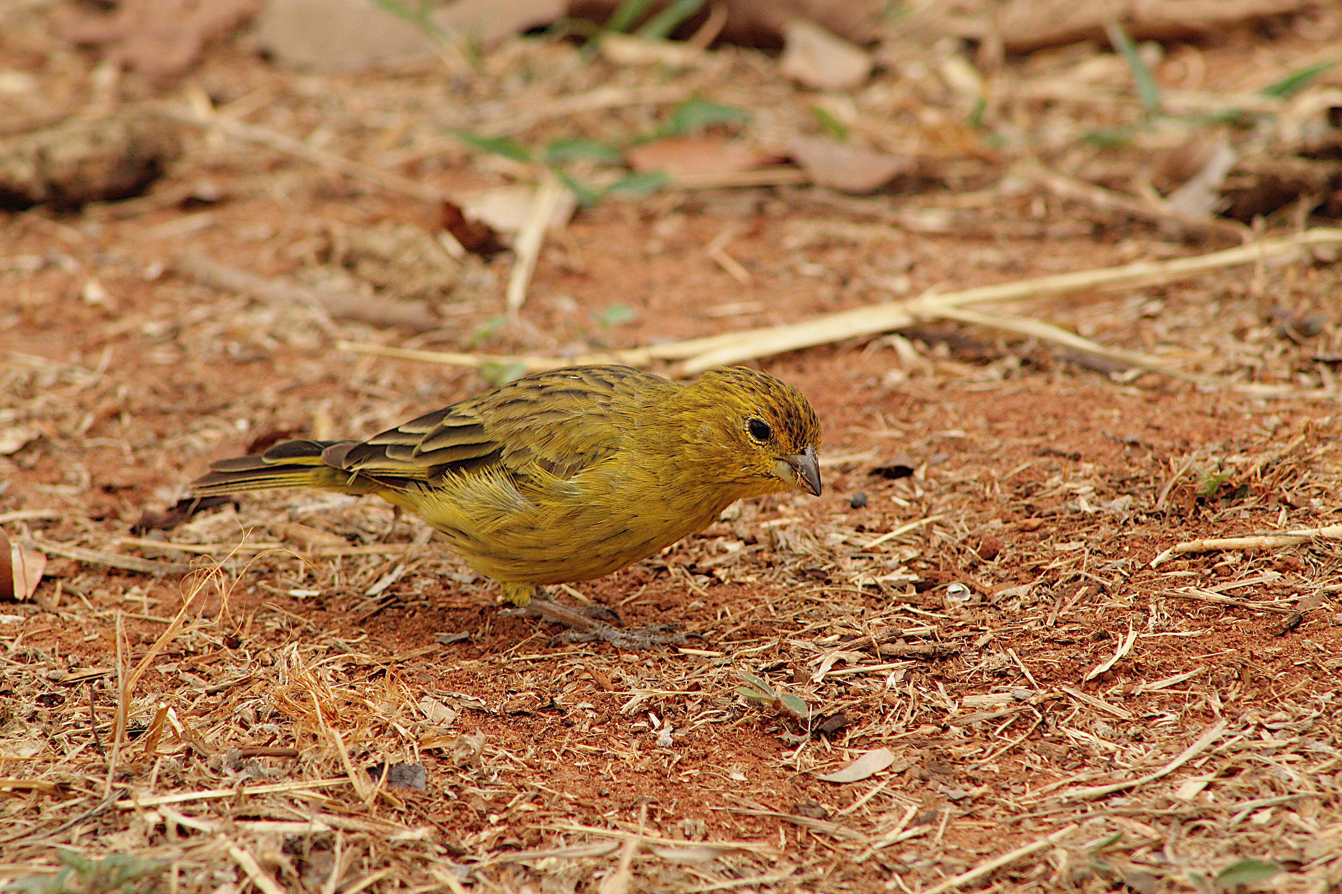 Close-up of a Canary Standing on the Ground · Free Stock Photo