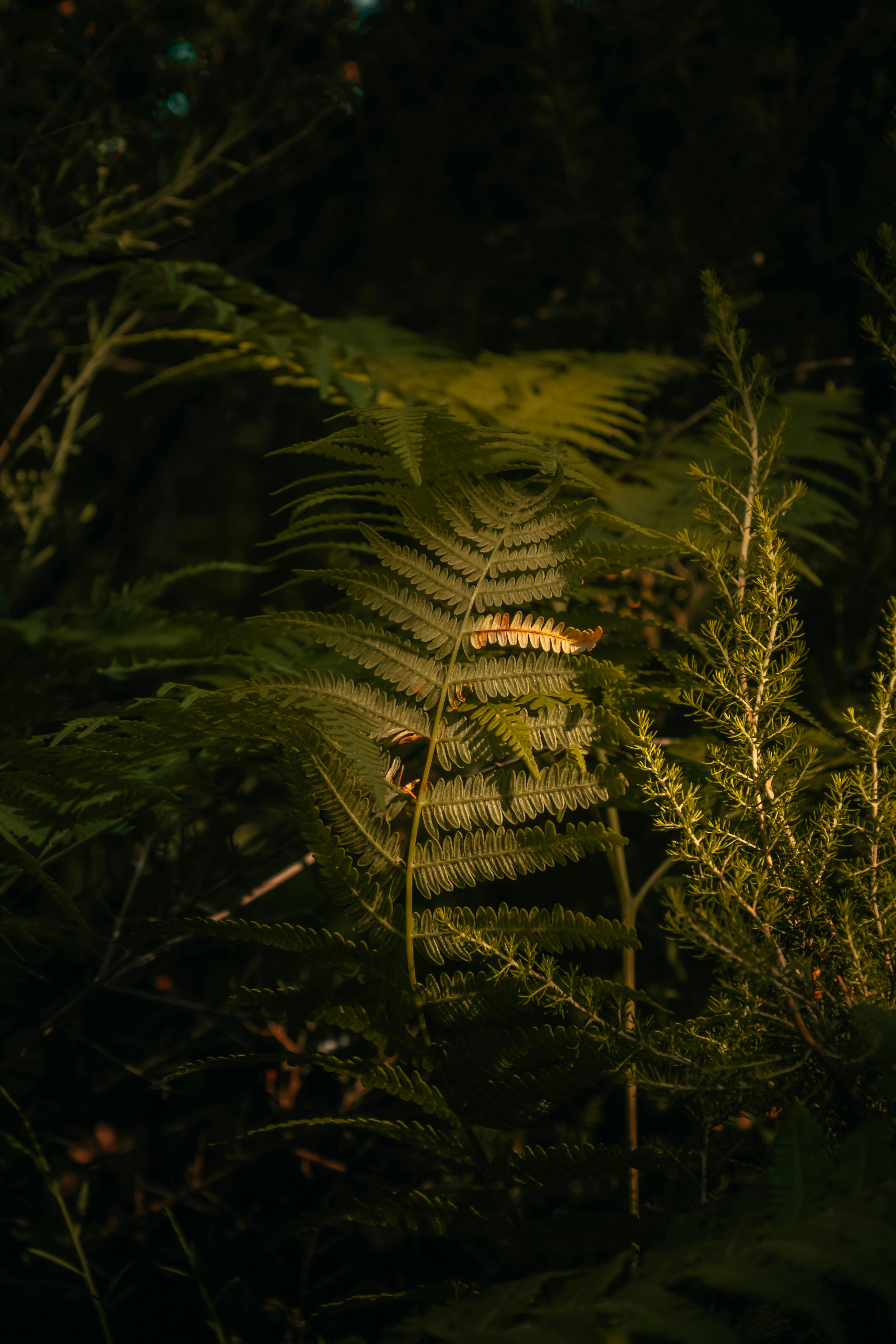 A fern in the woods at night · Free Stock Photo