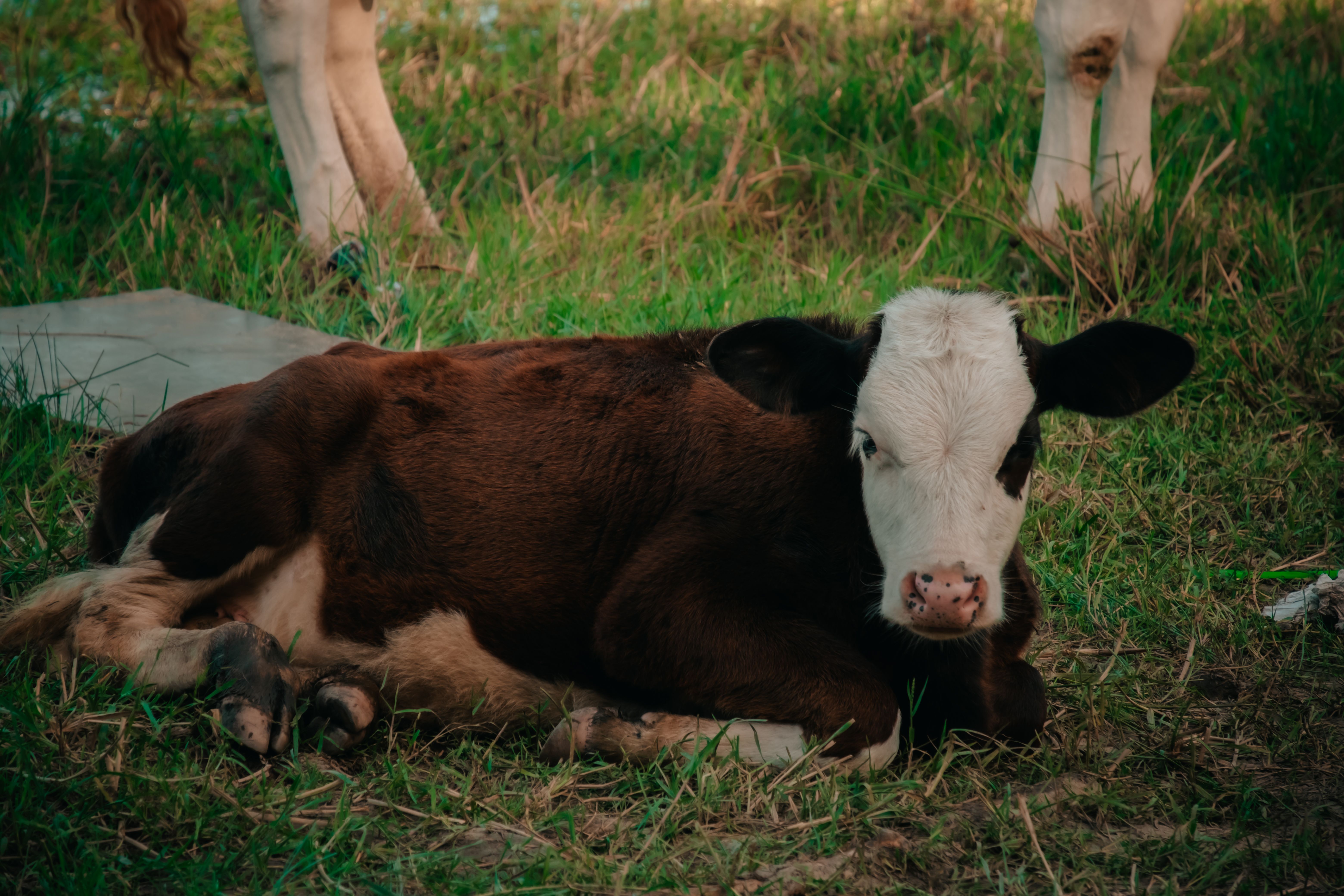 Cow Lying Down on Grass · Free Stock Photo