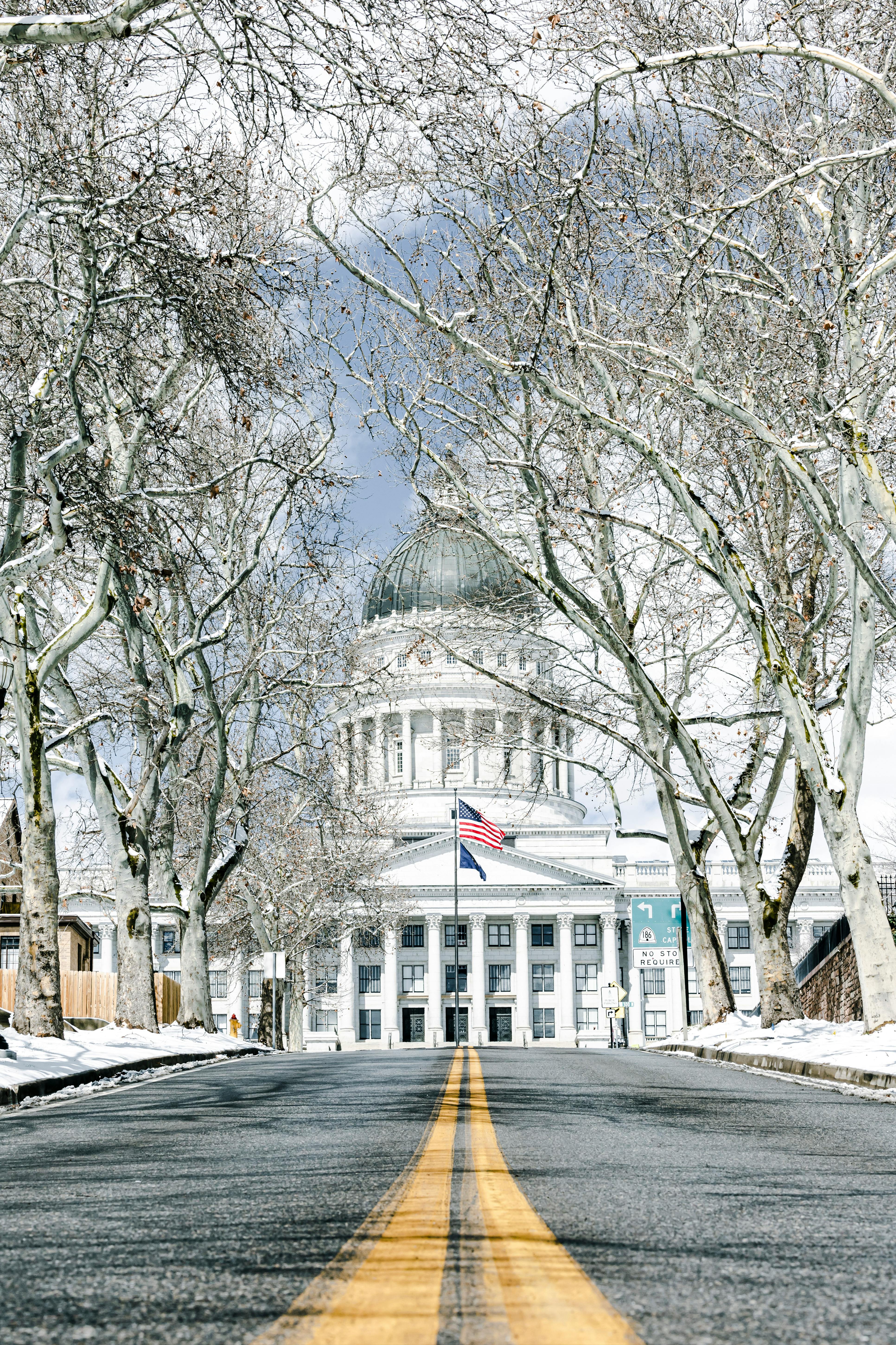 Mayflower Tree Photos, Download The BEST Free Mayflower Tree Stock ...