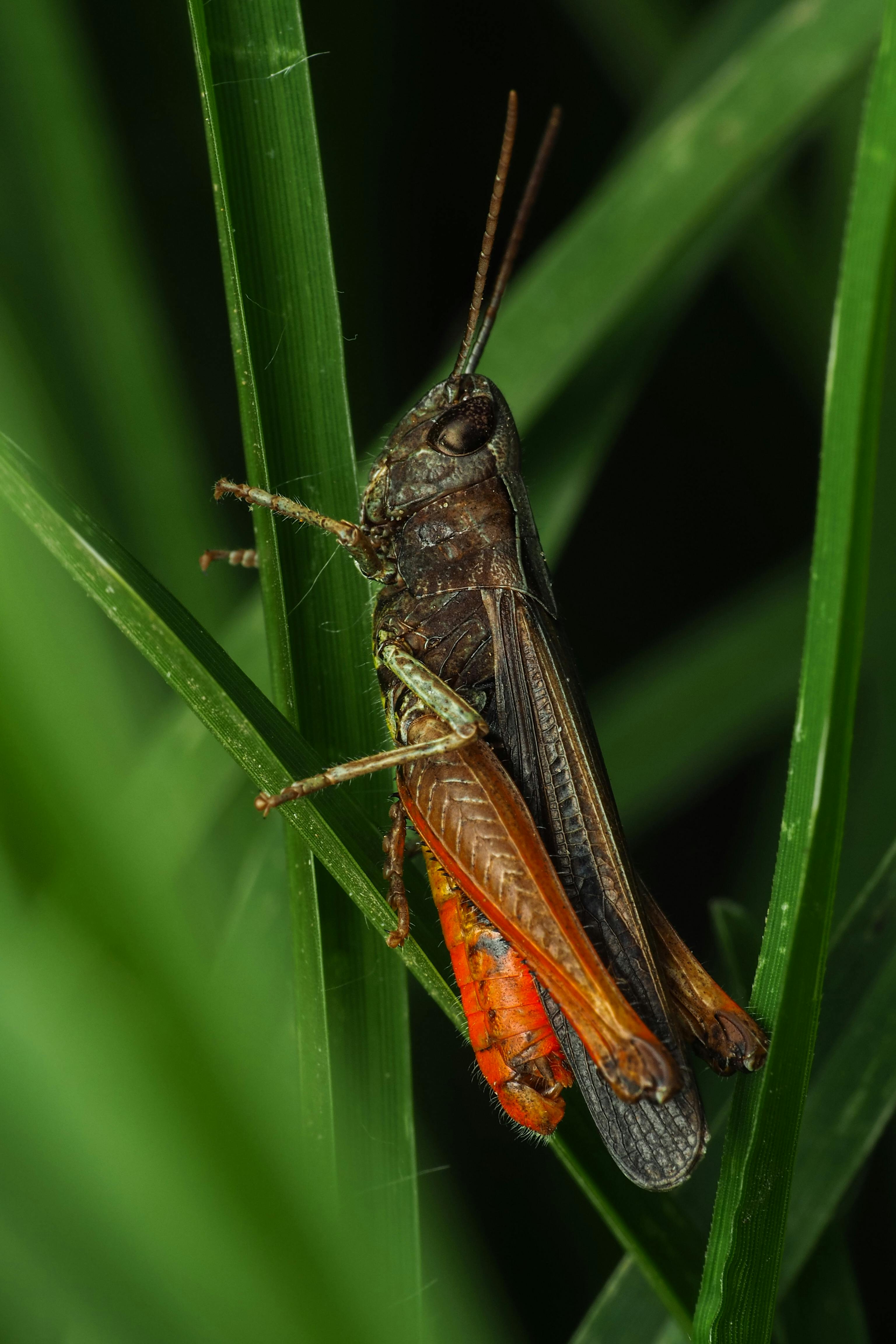 Selective Focus of Grasshopper · Free Stock Photo