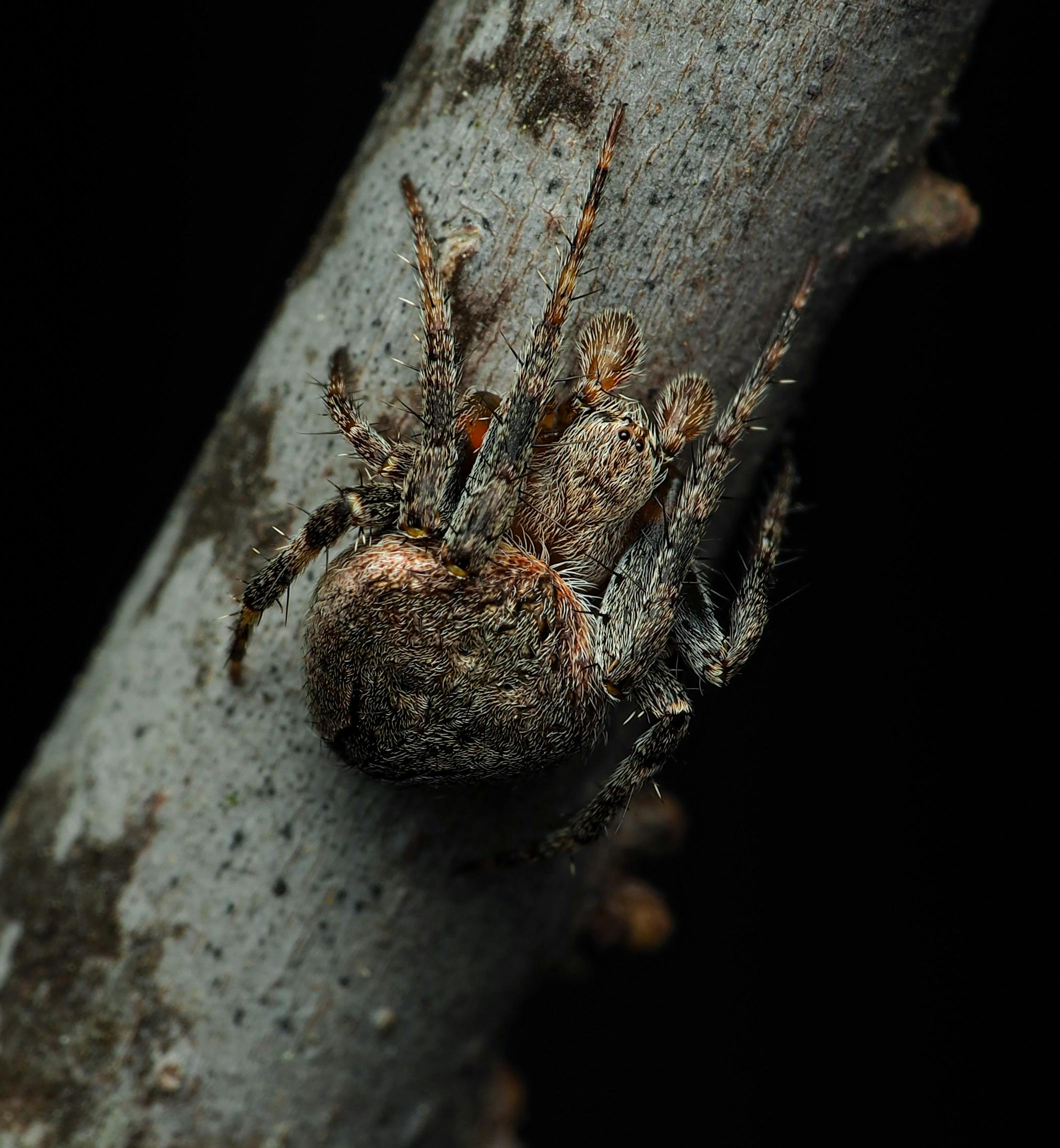 Spider on a Tree · Free Stock Photo