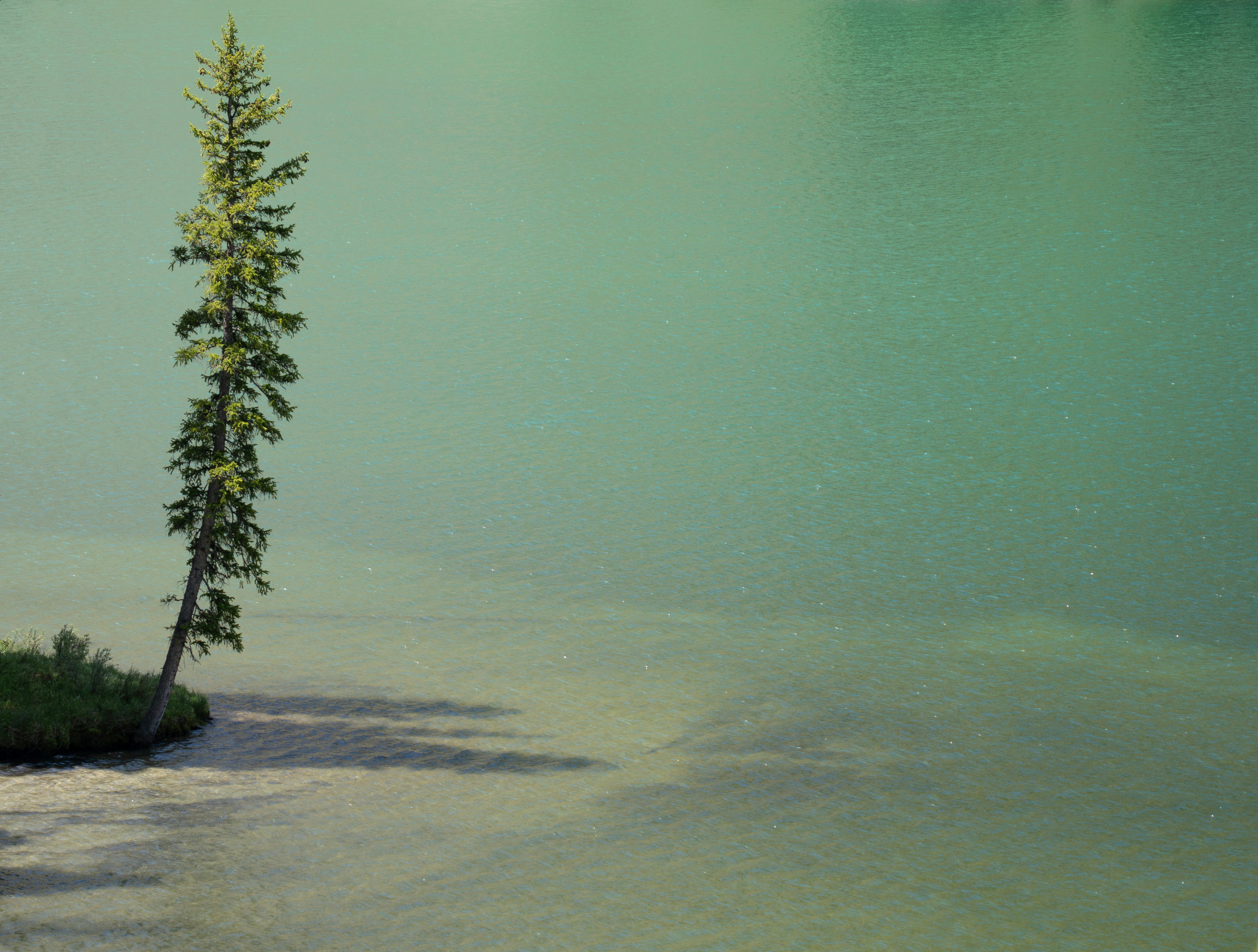 View of a Single Tree Growing on a Shore · Free Stock Photo