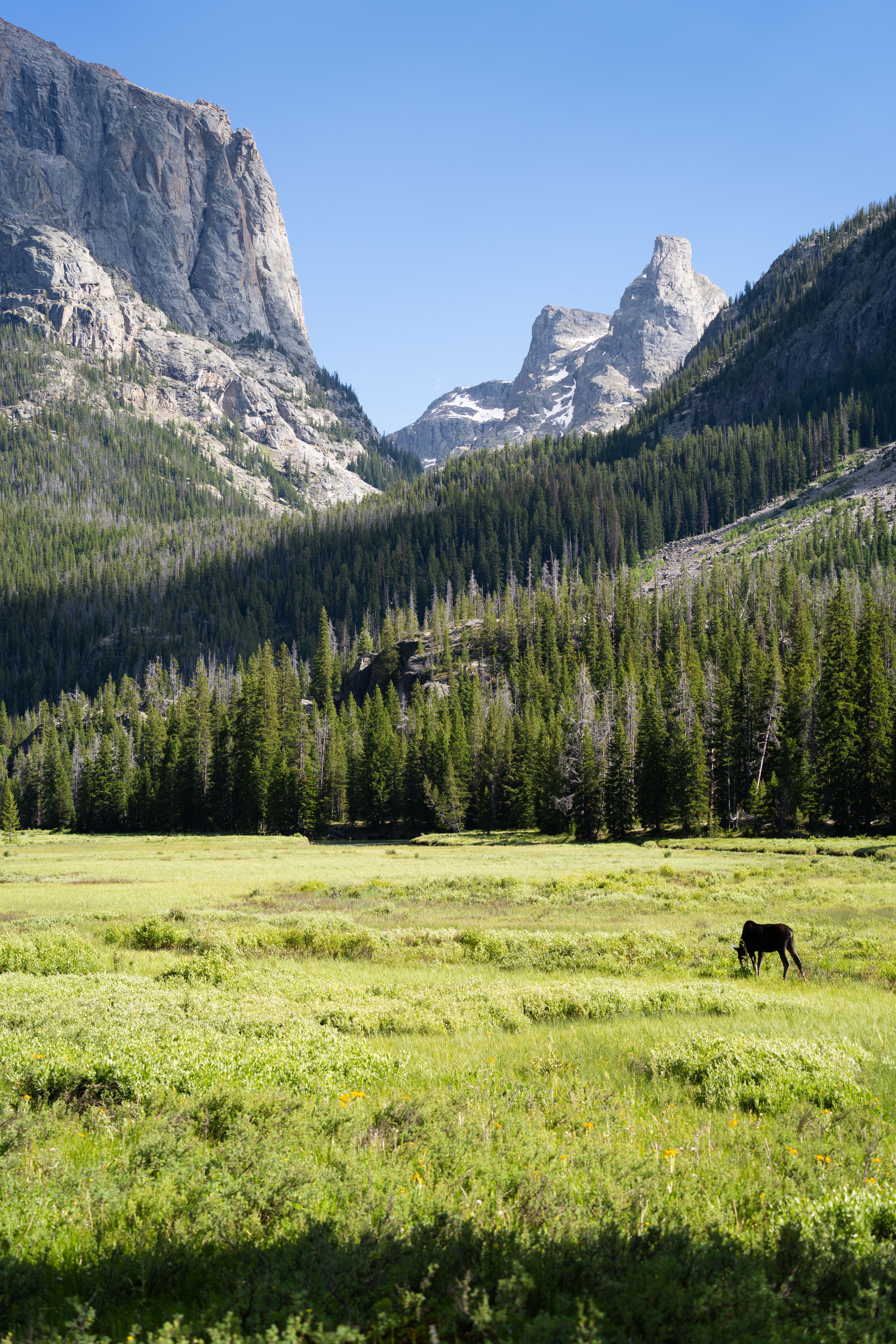 Cow Grazing in the Pasture with Scenic Mountains in the Distance · Free ...