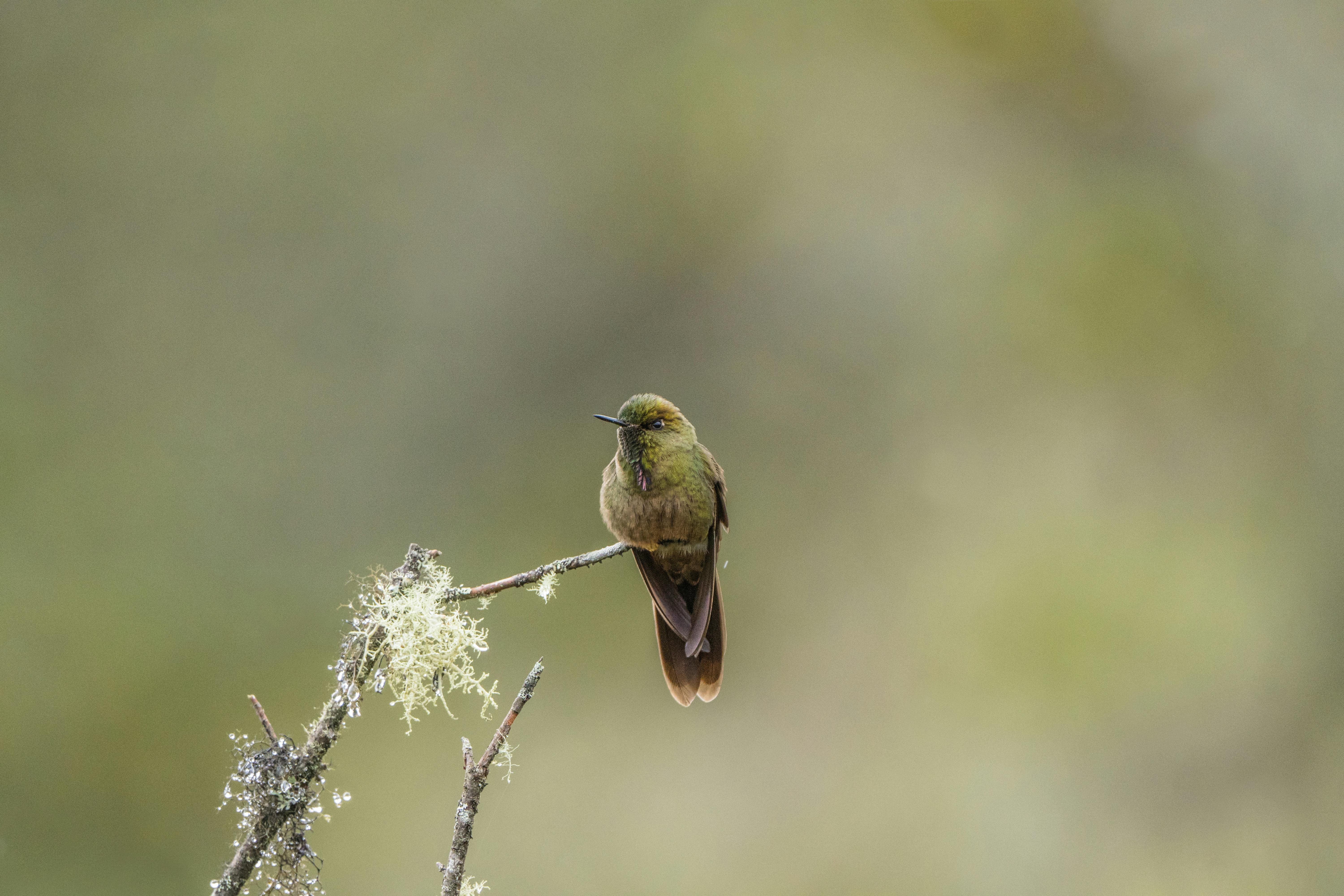 Close-up of a Greenbul Perching on a Branch · Free Stock Photo