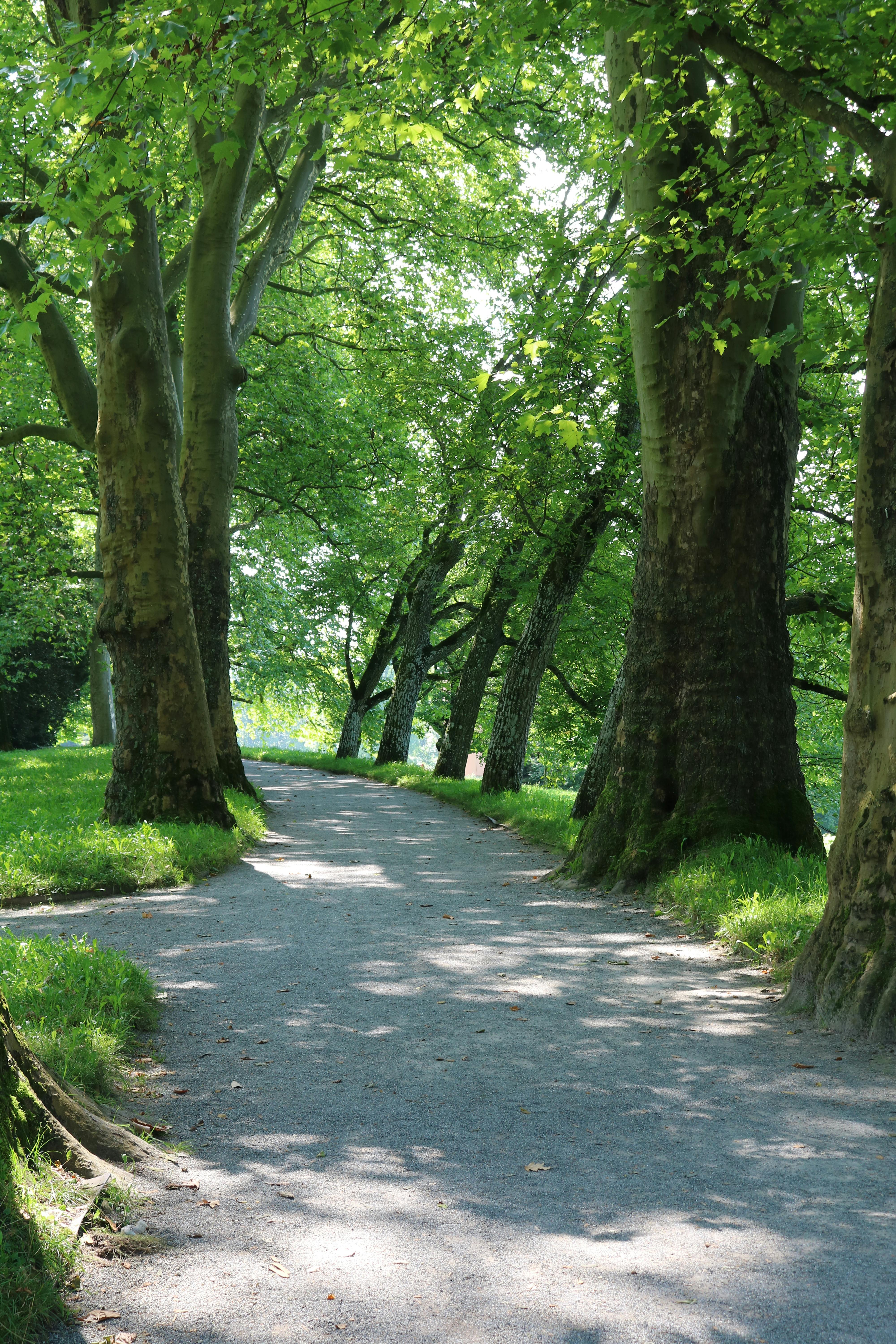 Footpath in Park · Free Stock Photo