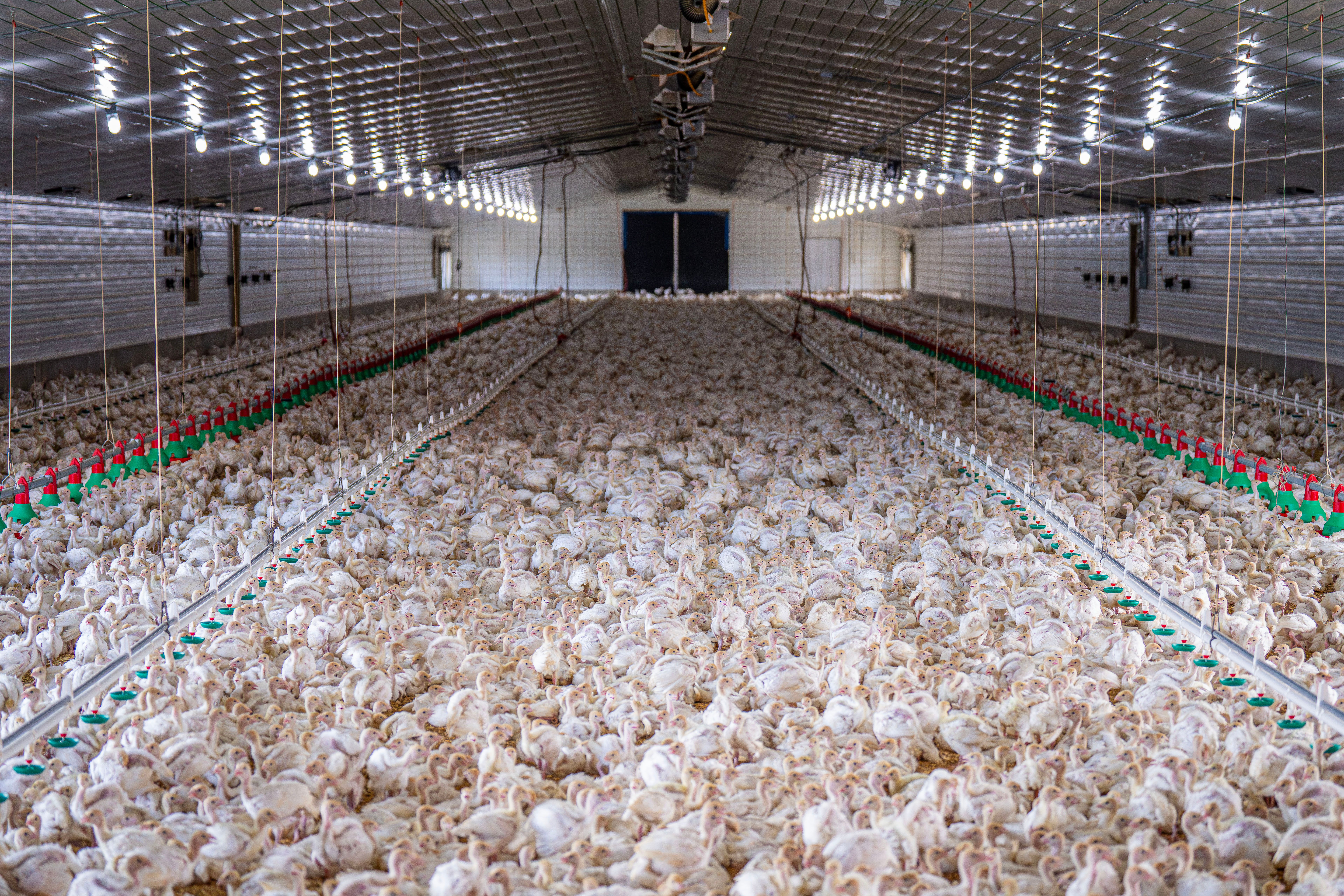 Photo gratuite de #intérieur, à l'intérieur, agriculture, agriculture à ...