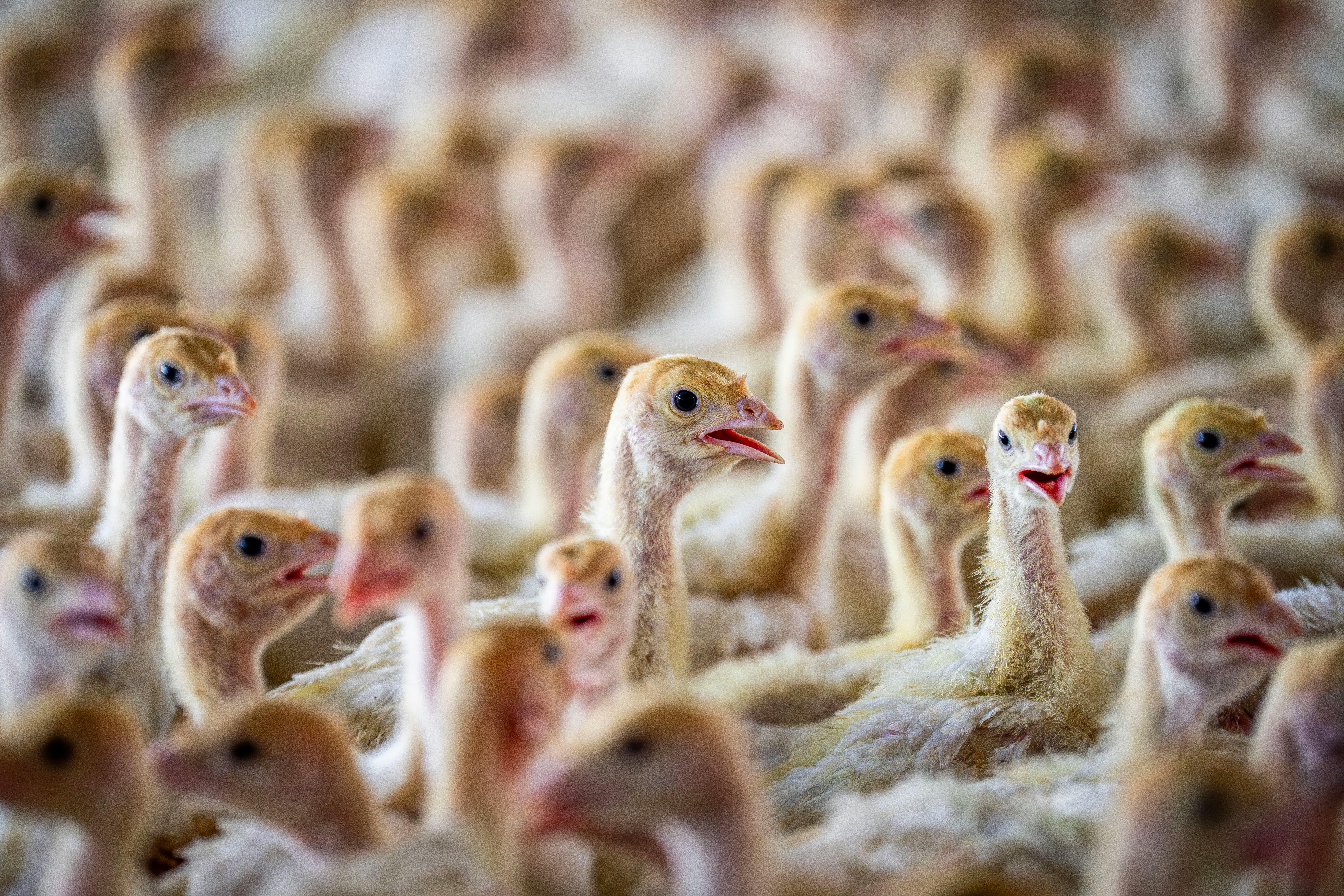 Flock of Chickens · Free Stock Photo