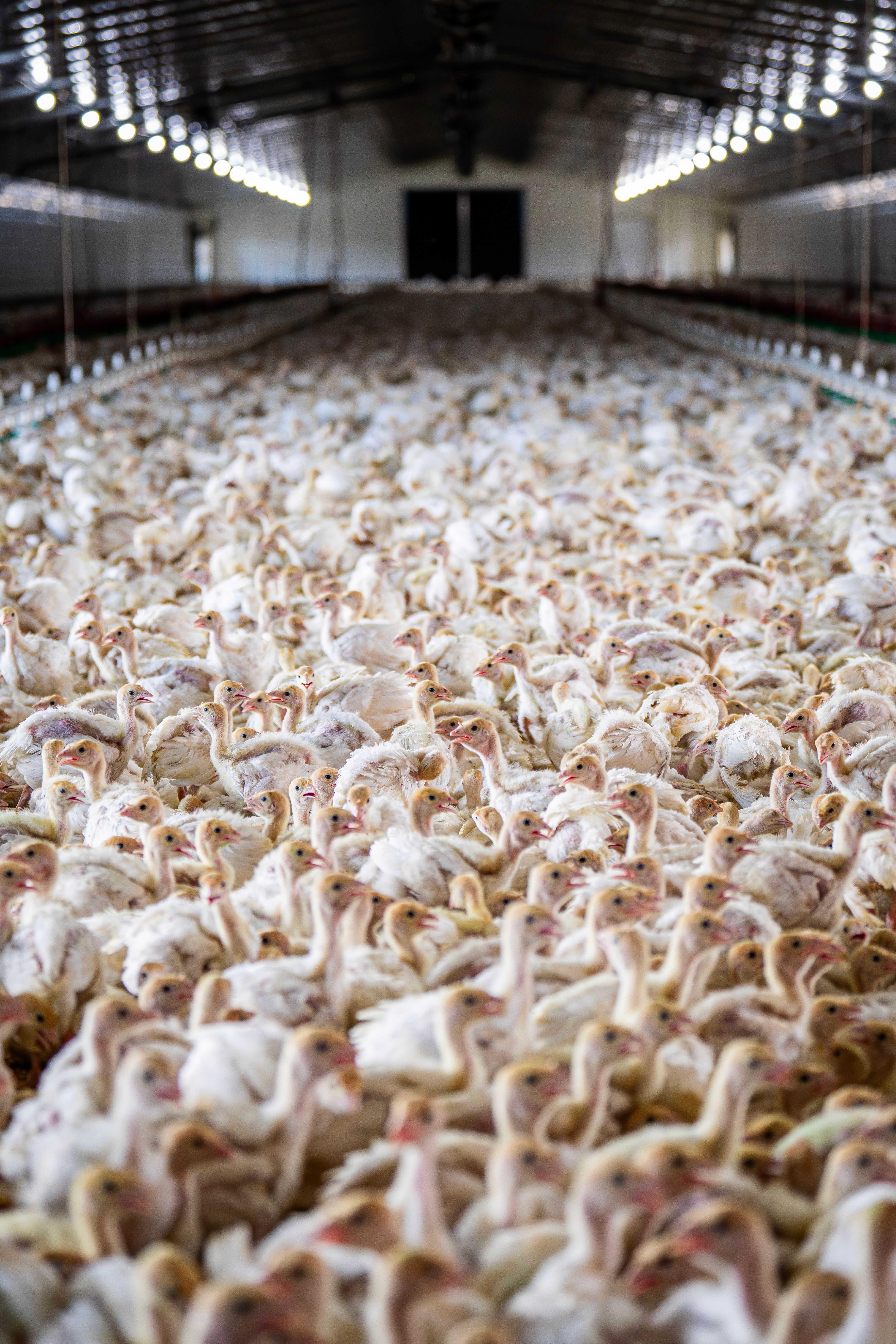 Close-up of a Flock of Chickens · Free Stock Photo
