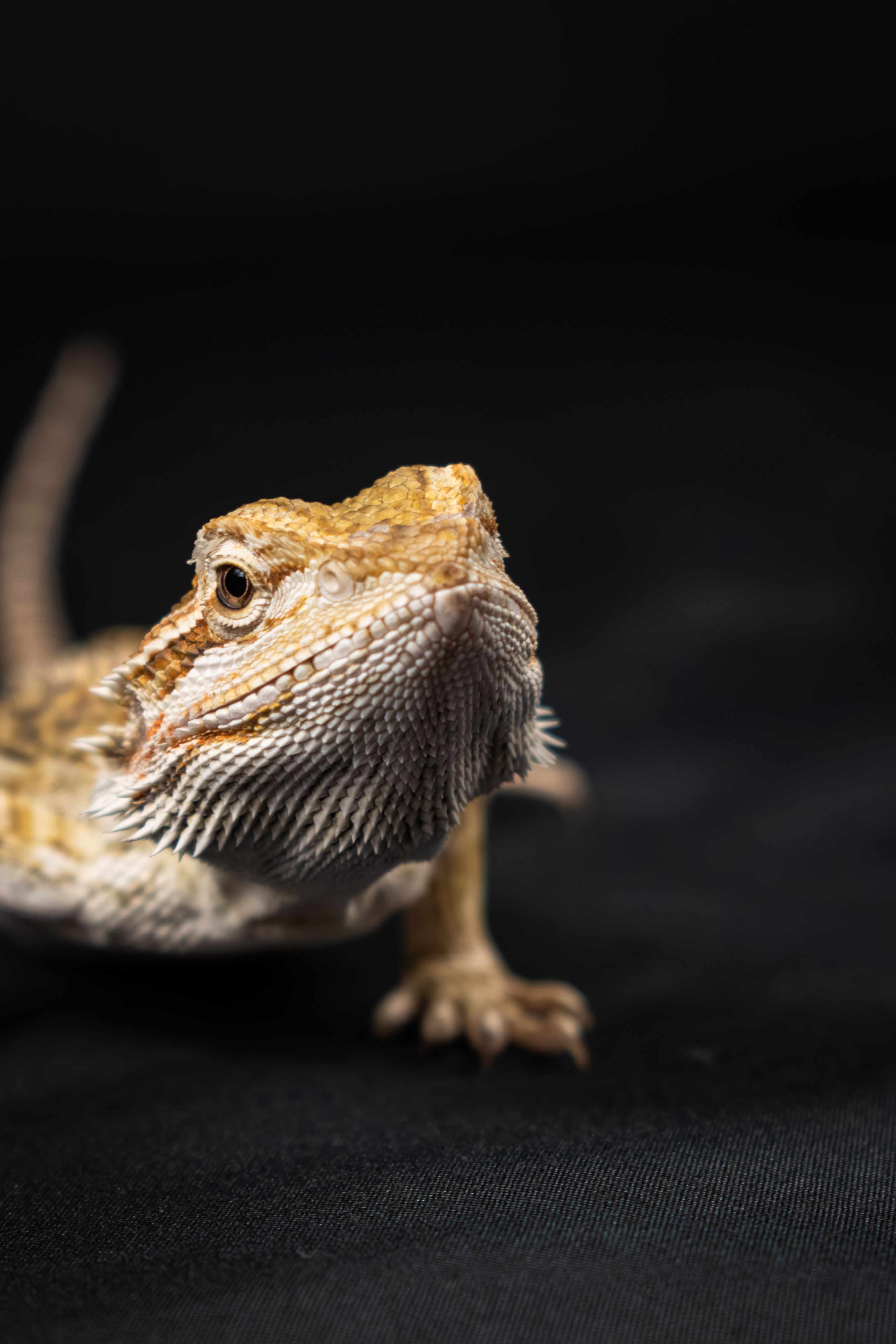 Head of Central Bearded Dragon · Free Stock Photo