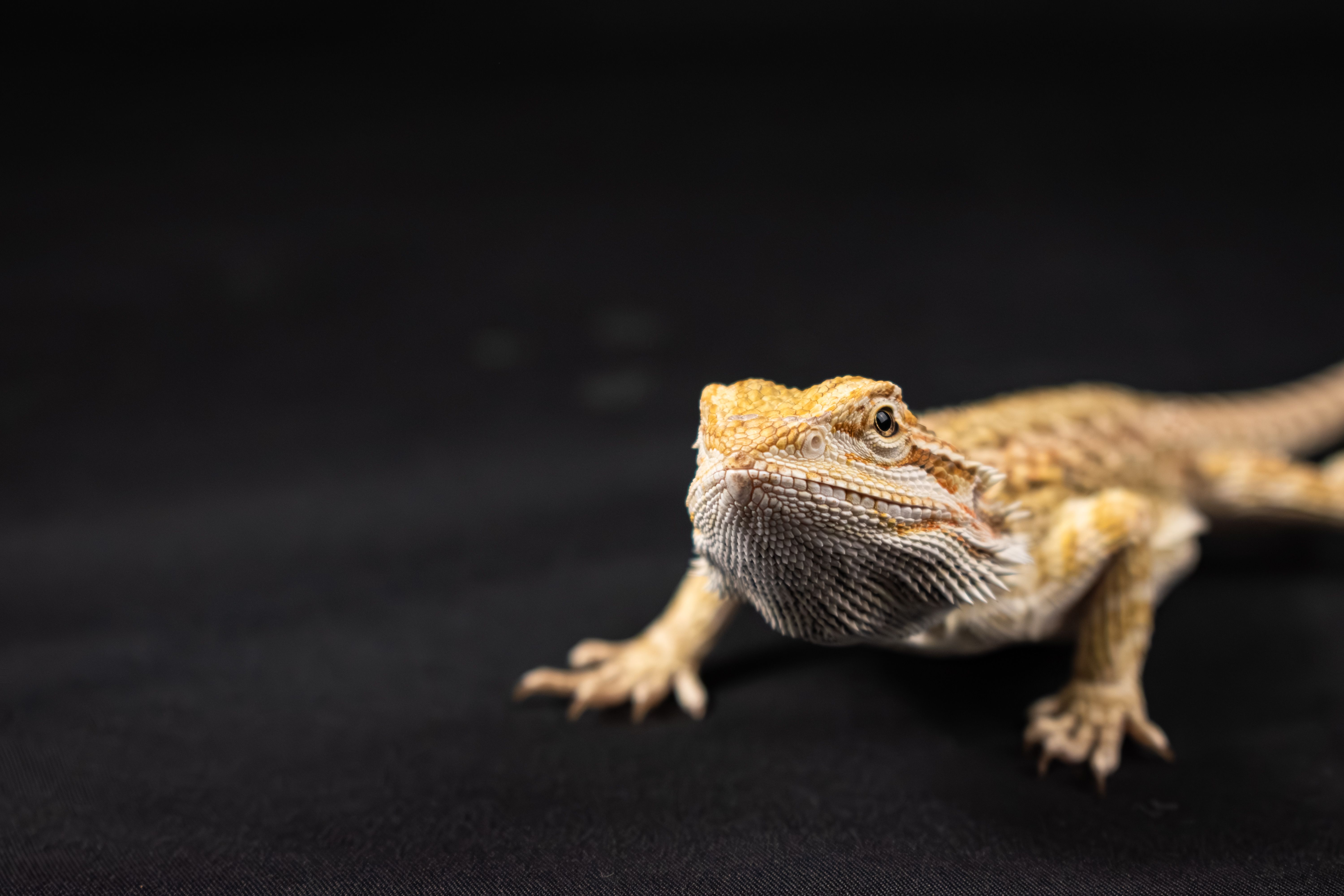 600.000+ melhores imagens de Reptile Pose · Download 100% grátis ...
