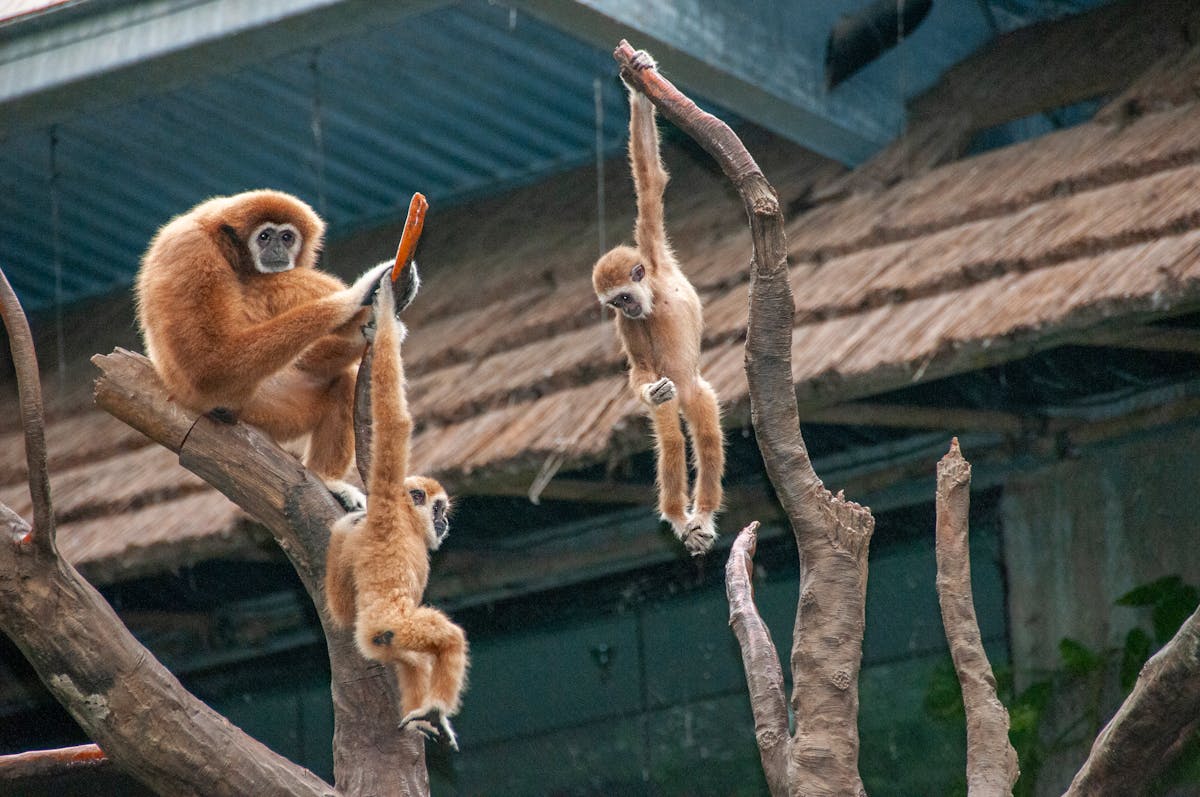 Animated Monkeys Swinging In The Tree Photos, Download The BEST Free ...