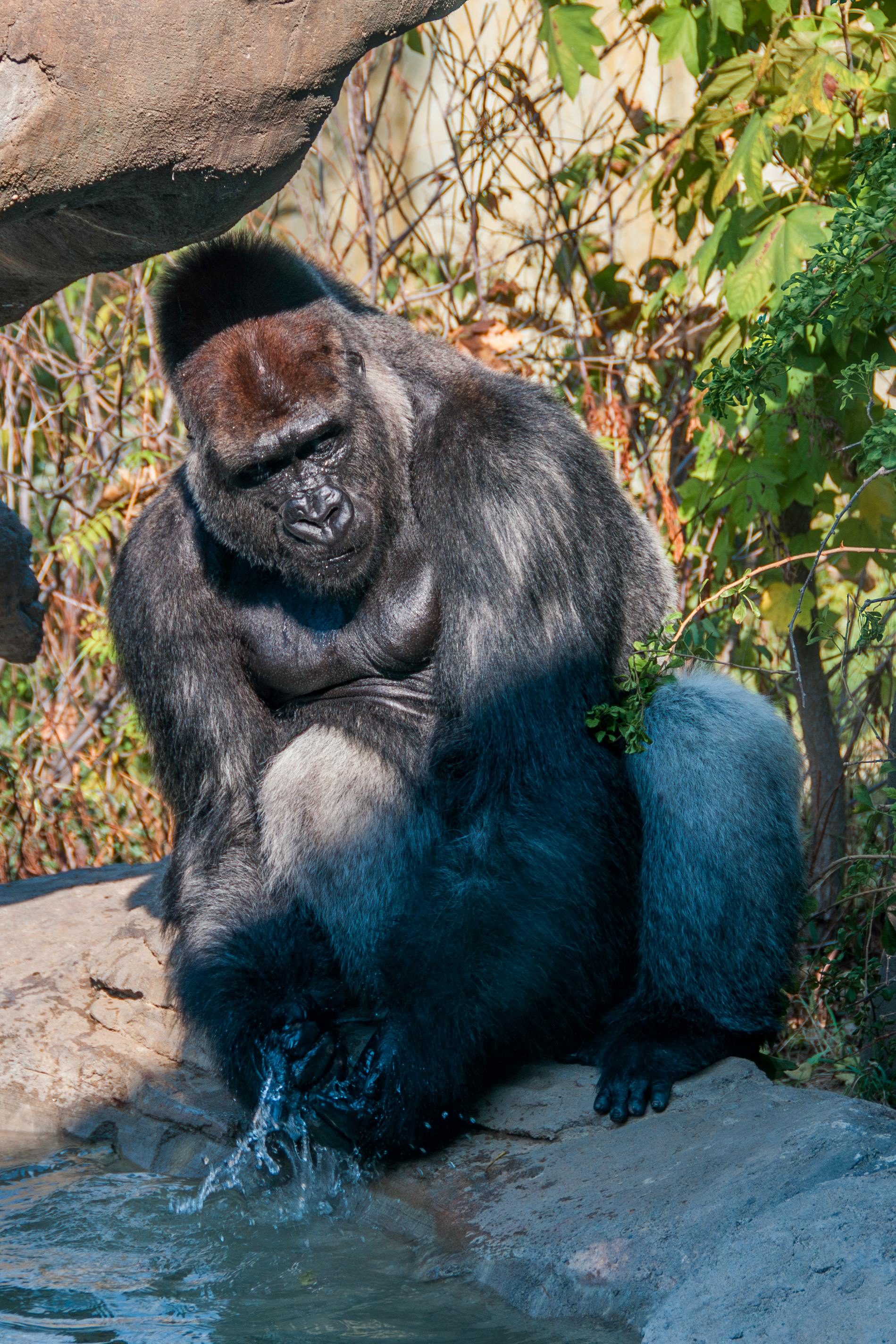 Silverback Gorilla Photos, Download The BEST Free Silverback Gorilla ...