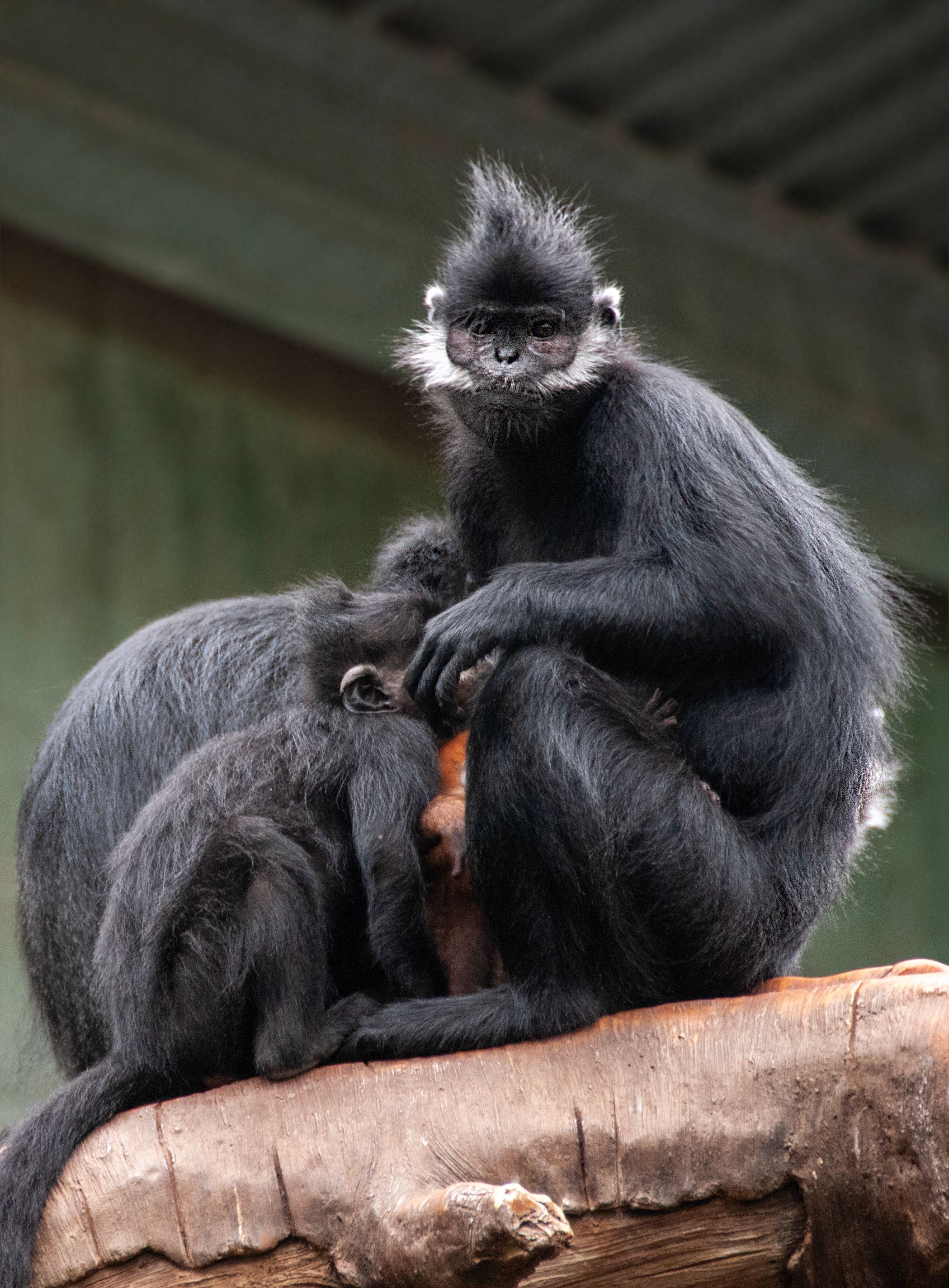 Monkeys in a Zoo · Free Stock Photo