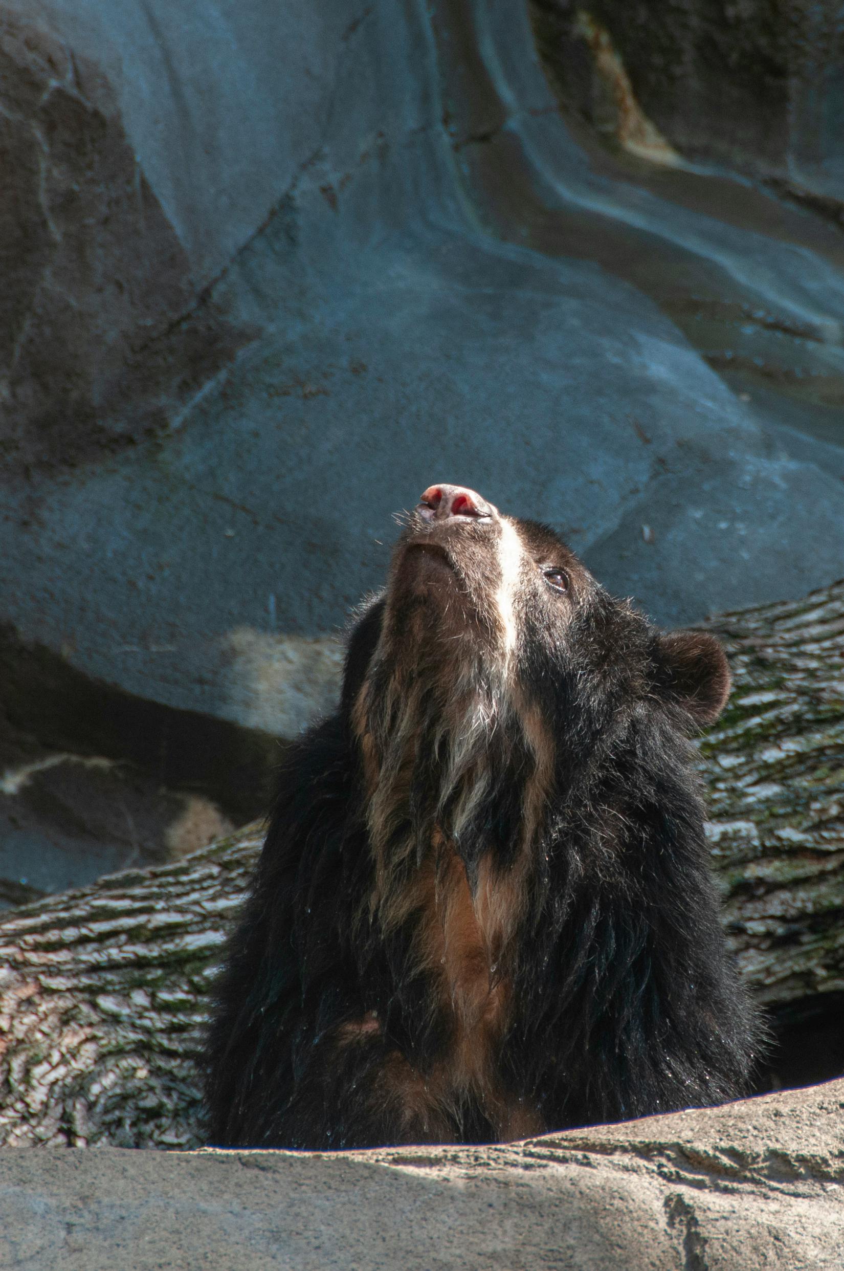 Black Bear behind Rock · Free Stock Photo