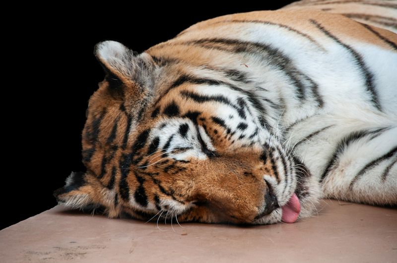 Tiger Poses Photos, Download The BEST Free Tiger Poses Stock Photos ...