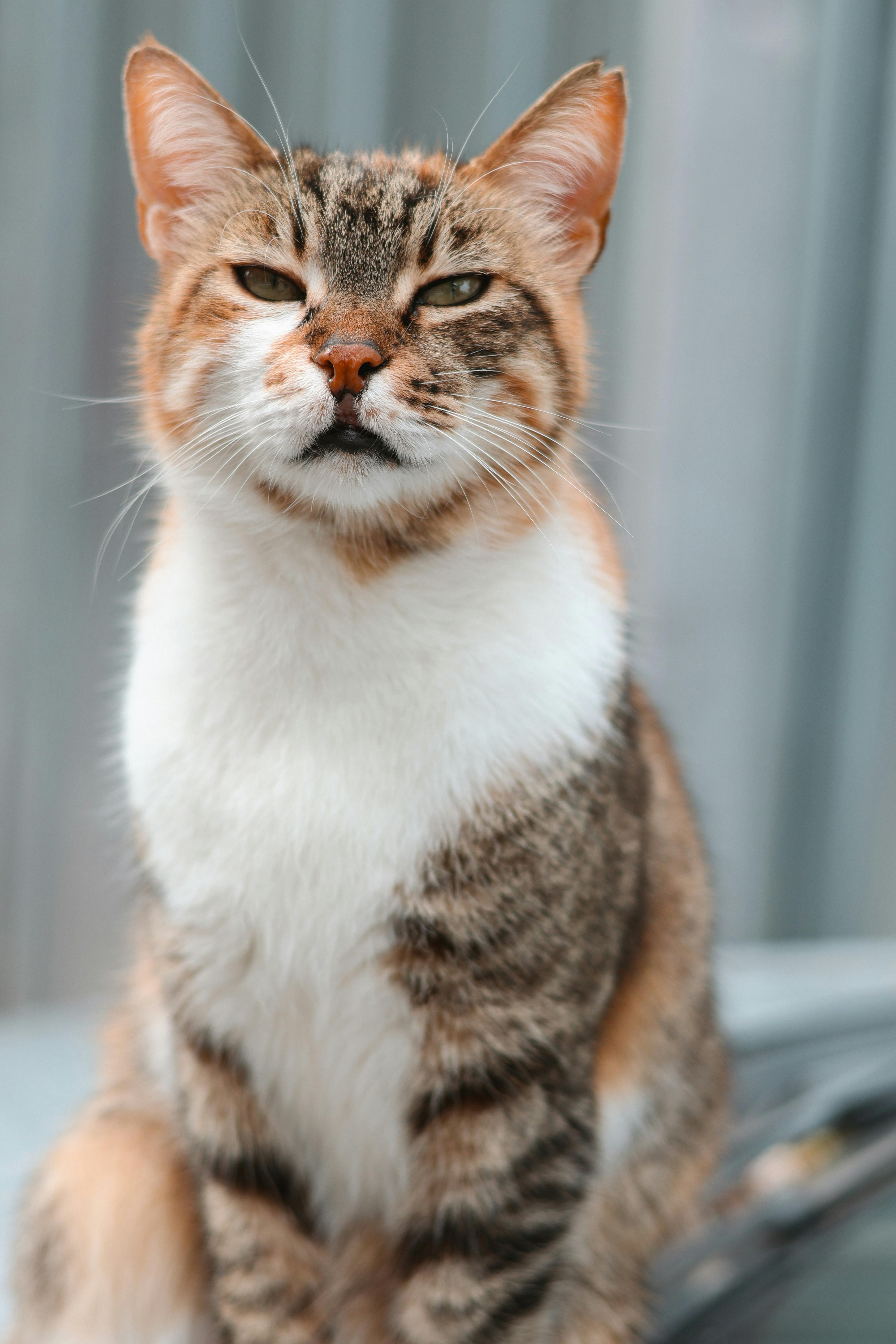 Tabby Cat · Free Stock Photo